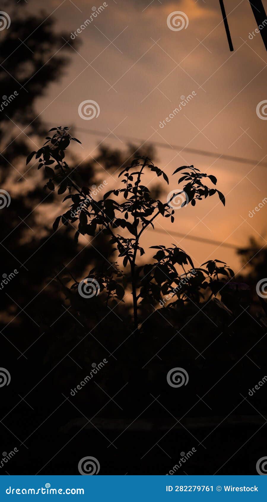 Beautiful and Dramatic Scenery of Sunset with Trees and Plants in ...