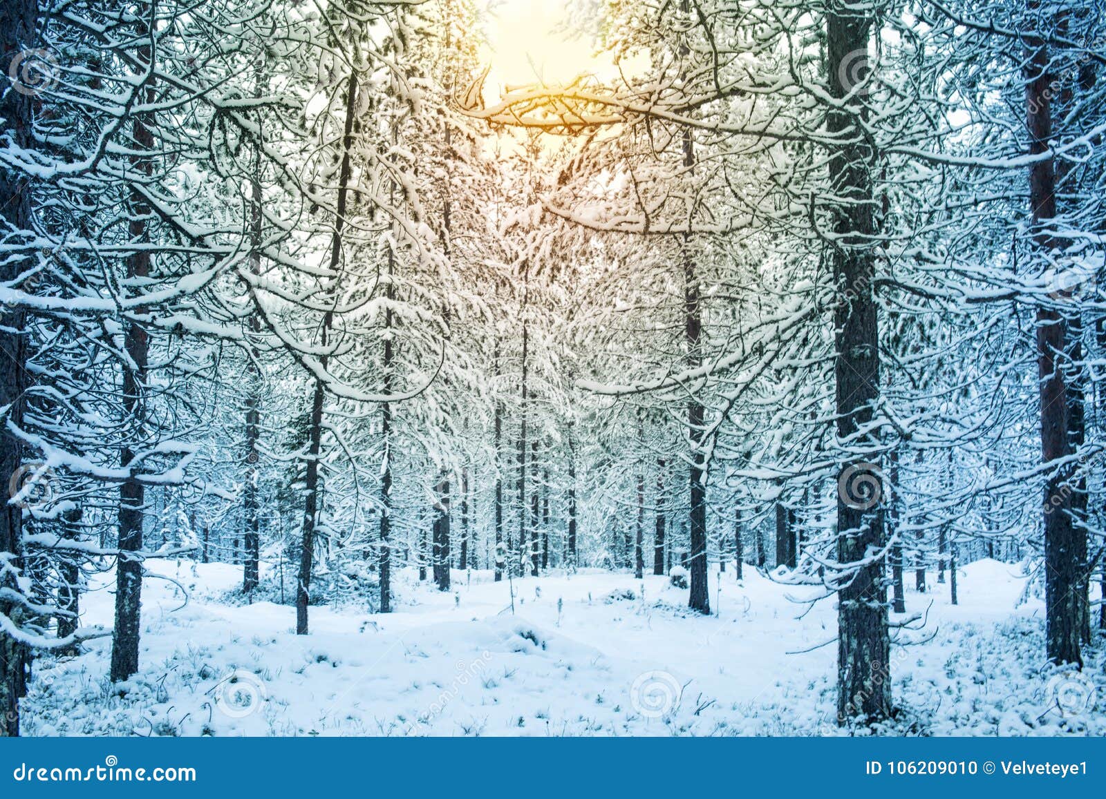 Beautiful and Dramatic Winter Sunset Landscape Scenery with Tree Stock ...