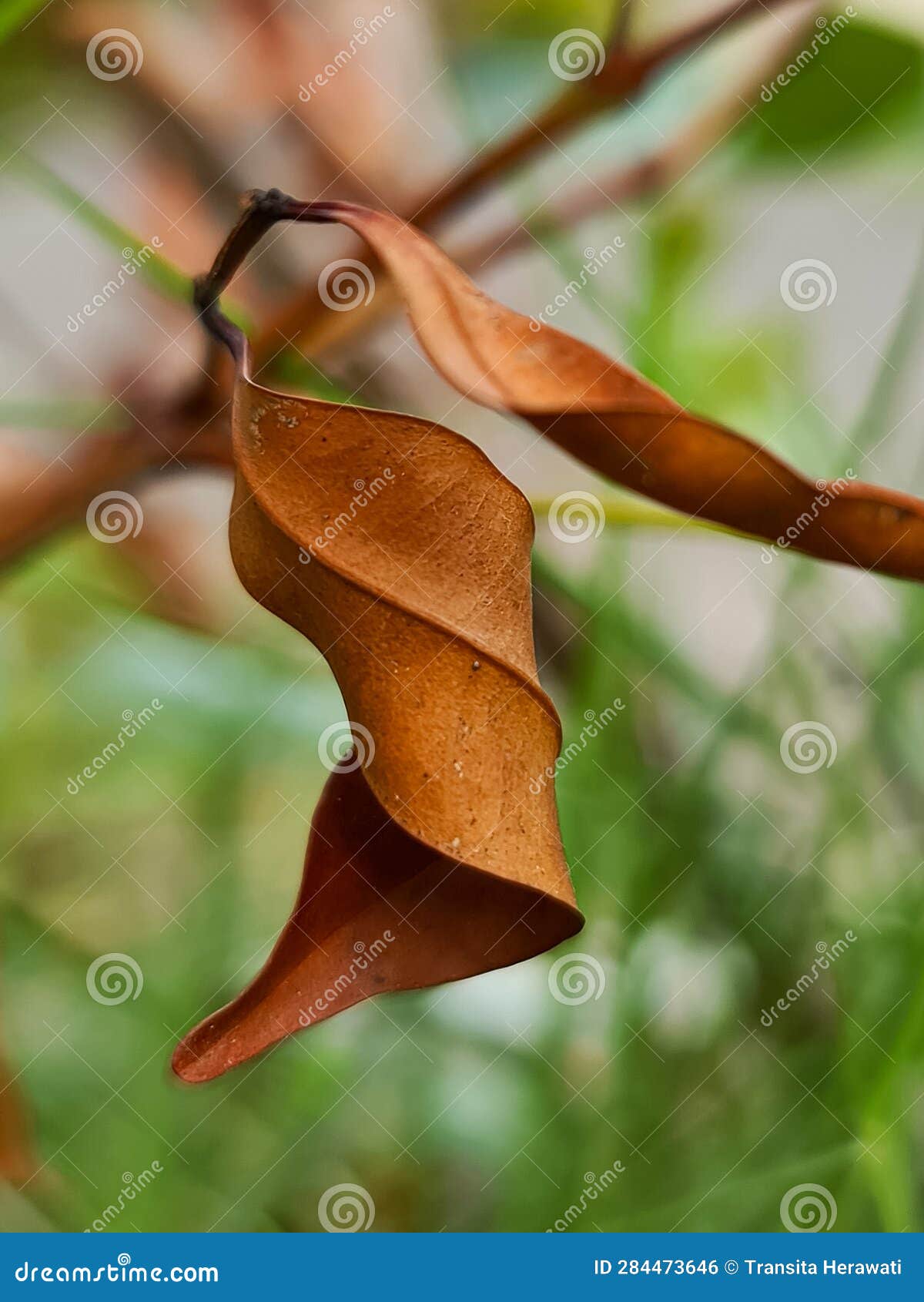 The Beautiful of Dried Leaves Hanging on the Tree Stock Photo - Image ...