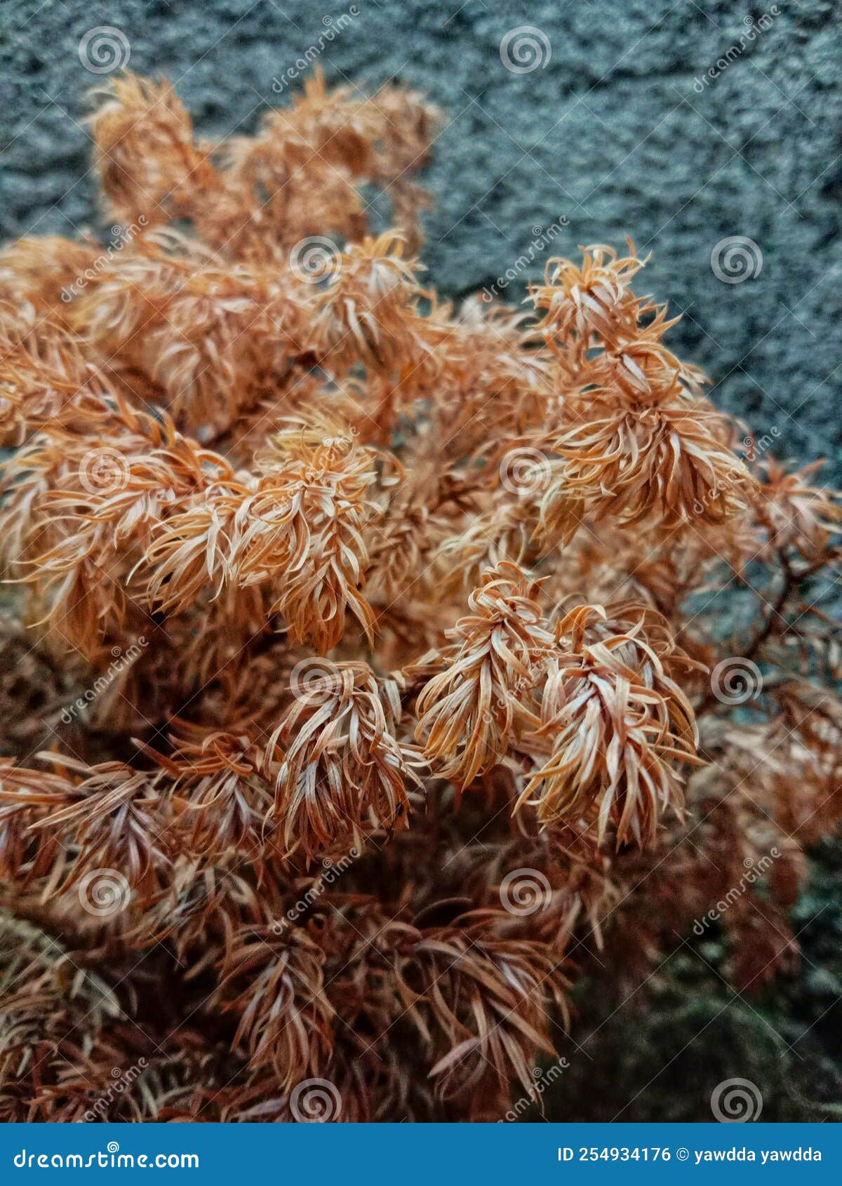 Beautiful Dried Leaves Tree Pine Stock Photo - Image of insect ...