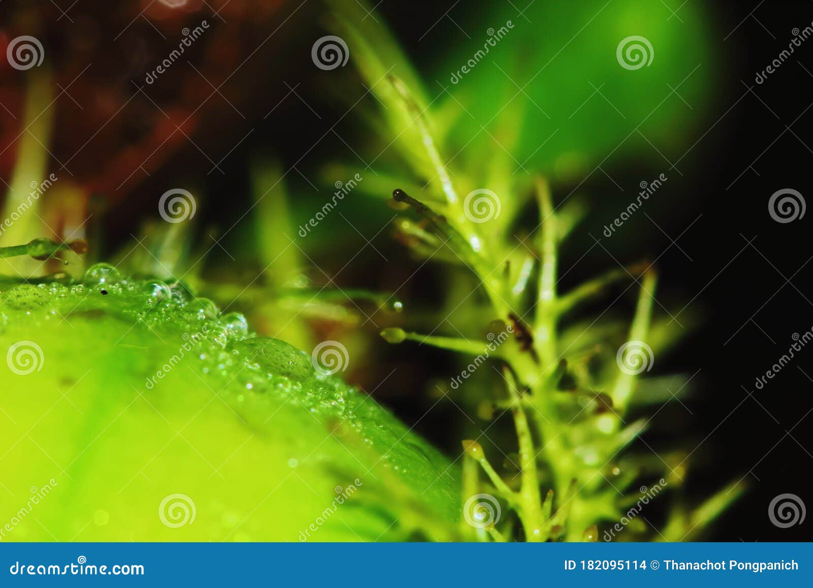 Drop on Green Seed in Fresh Nature for Beautiful Background Stock Photo ...