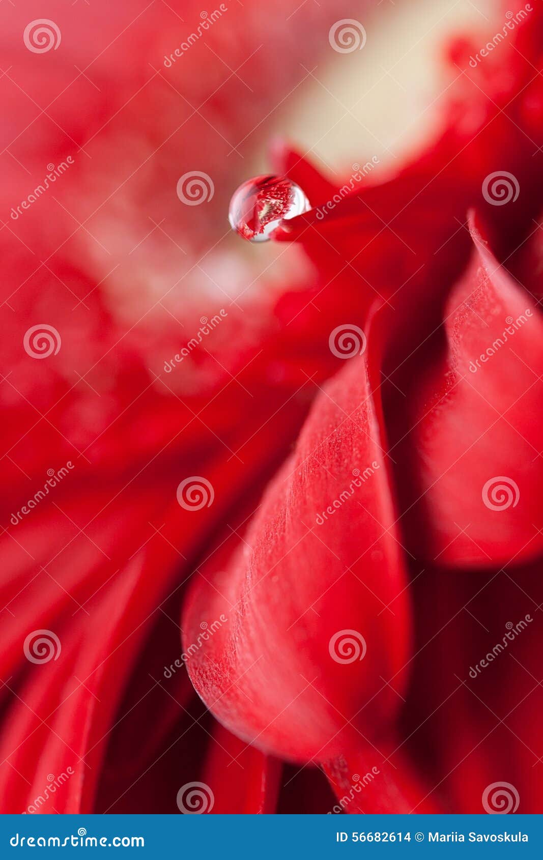 Beautiful drop on petal stock photo. Image of object - 56682614