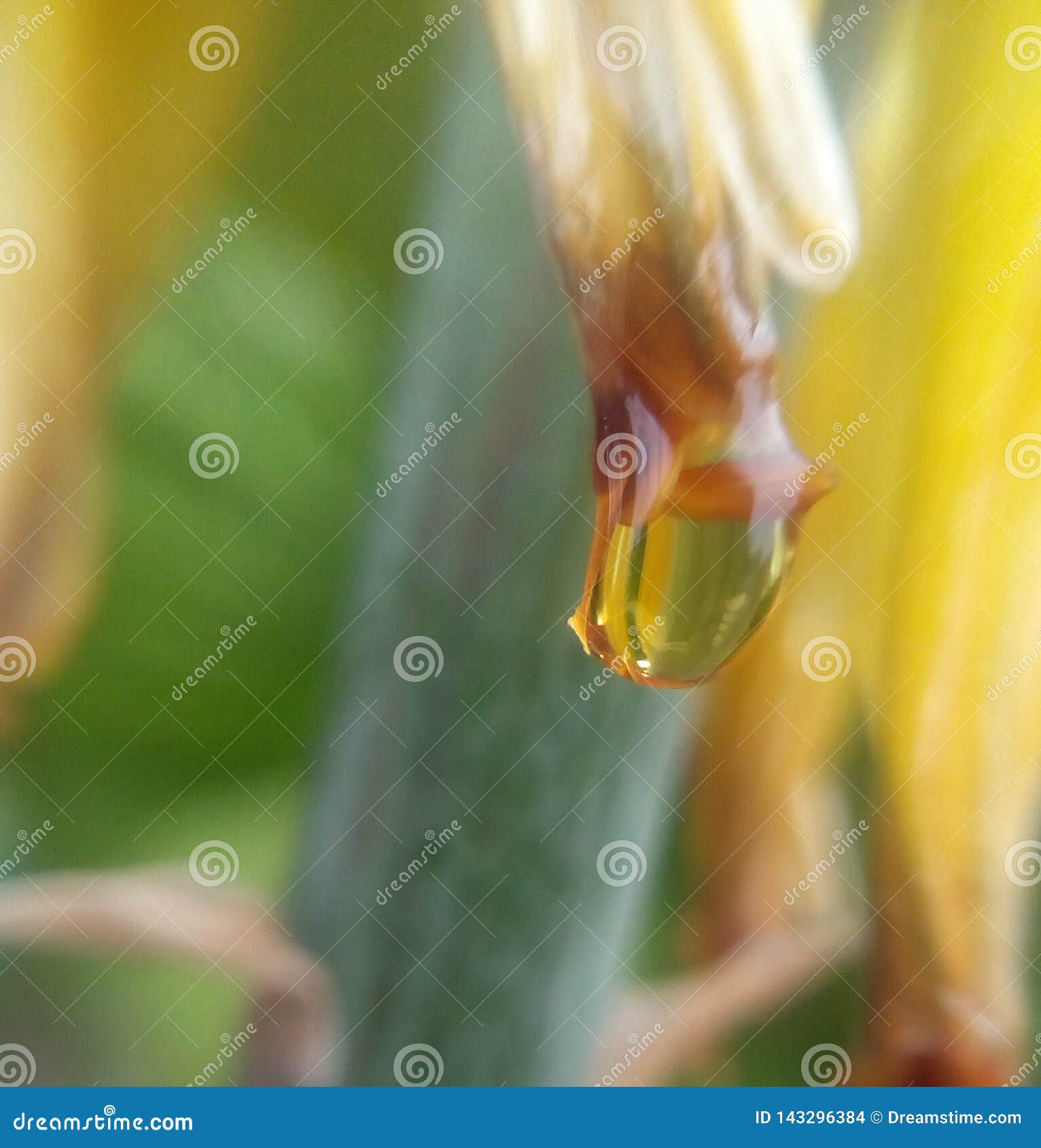 Beautiful drop of rain stock photo. Image of macro, rain - 143296384