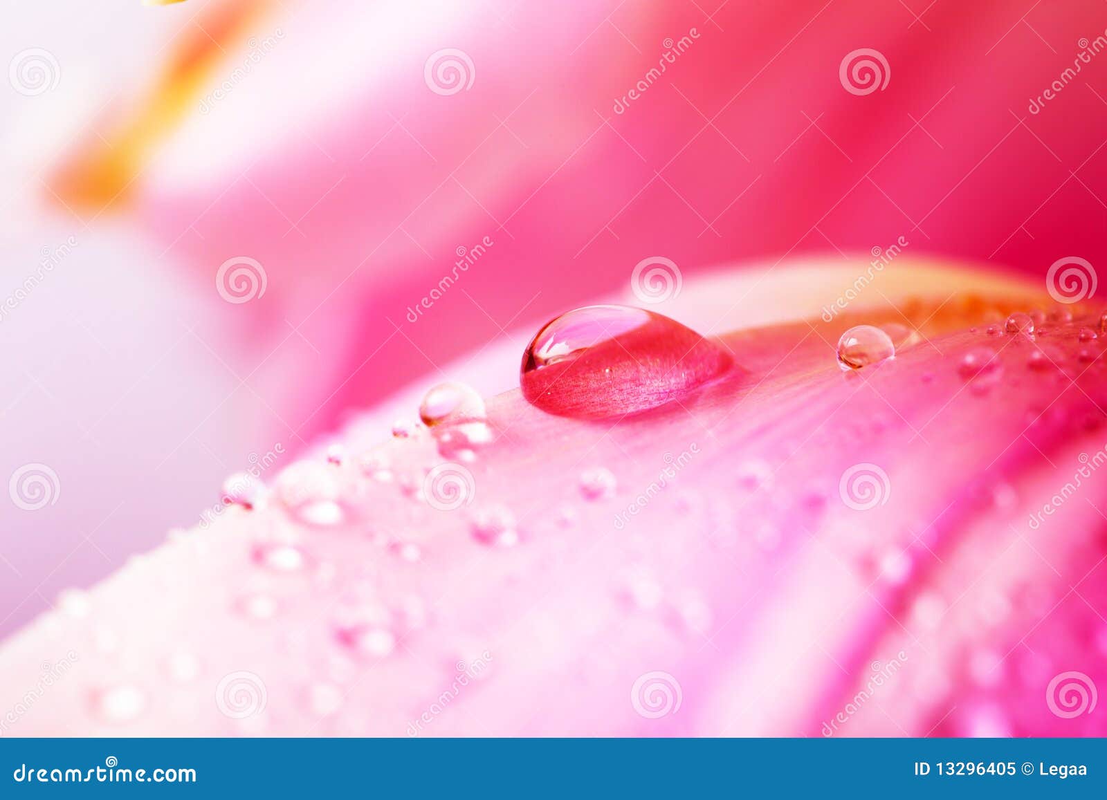 Beautiful Drop of Water on Pink Petals. Stock Image - Image of ...