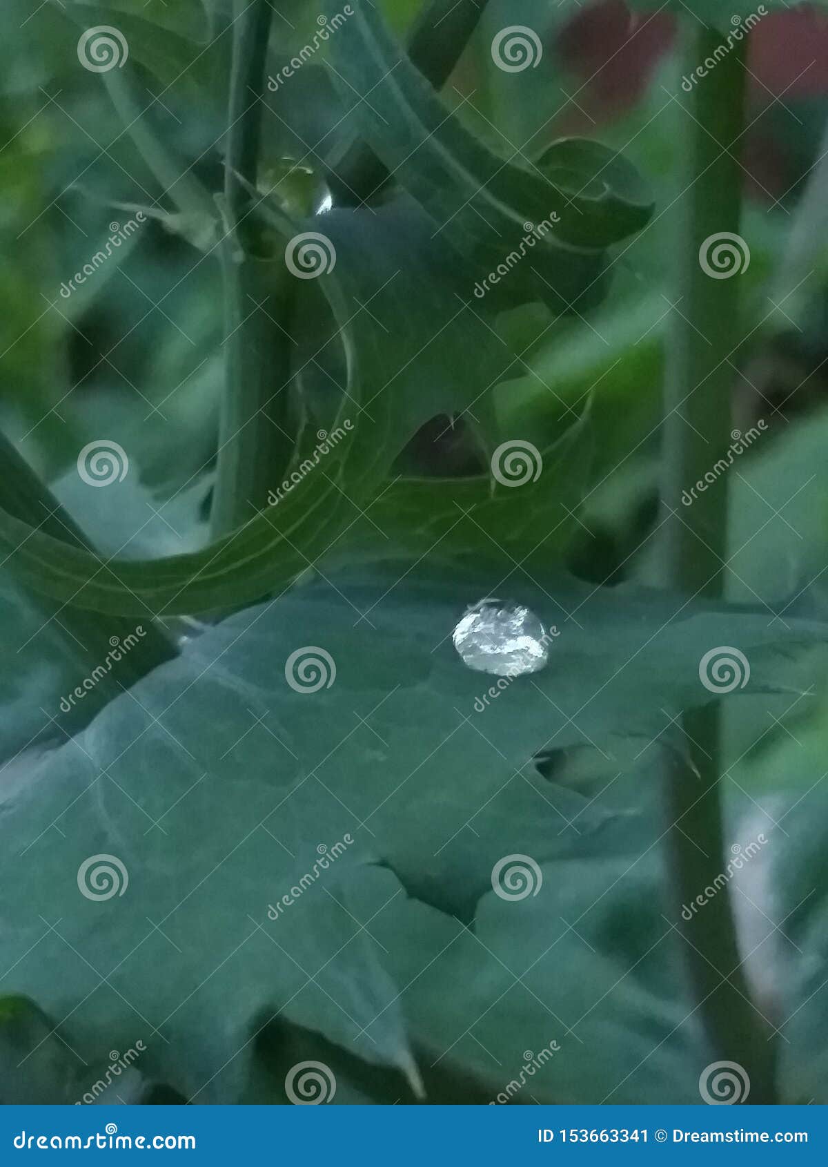 These Beautiful Droplets on the Green Leaves Represent the Sky. Stock ...