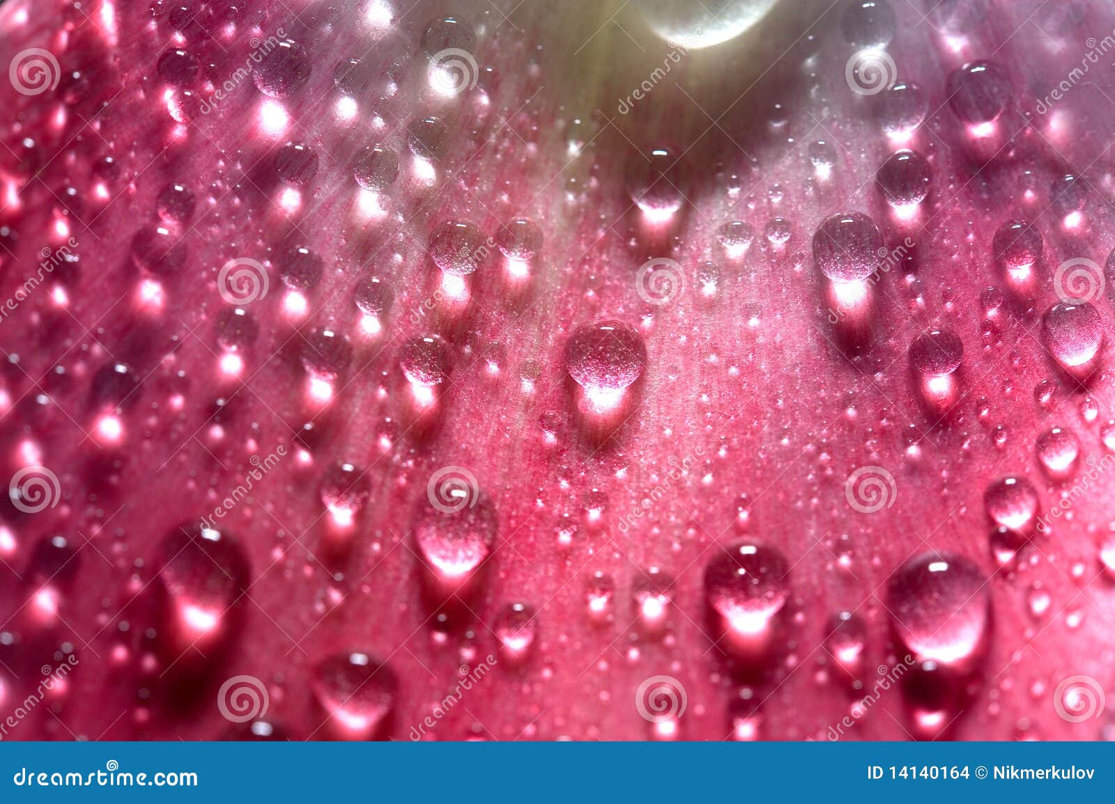 Beautiful drops of water stock photo. Image of tulip - 14140164
