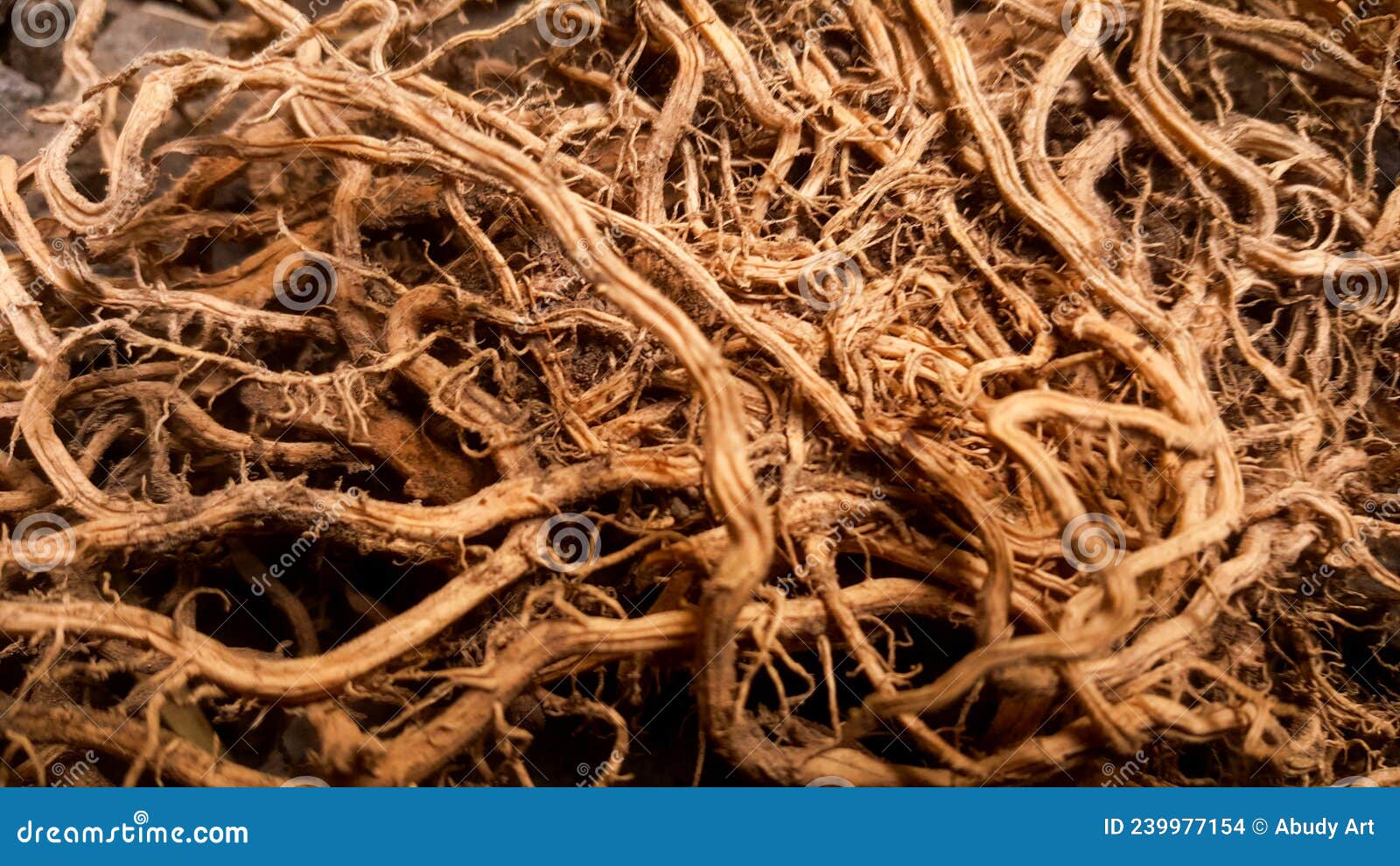 Beautiful Dry Branches or Plant Roots Intertwined Creating a Beautiful ...