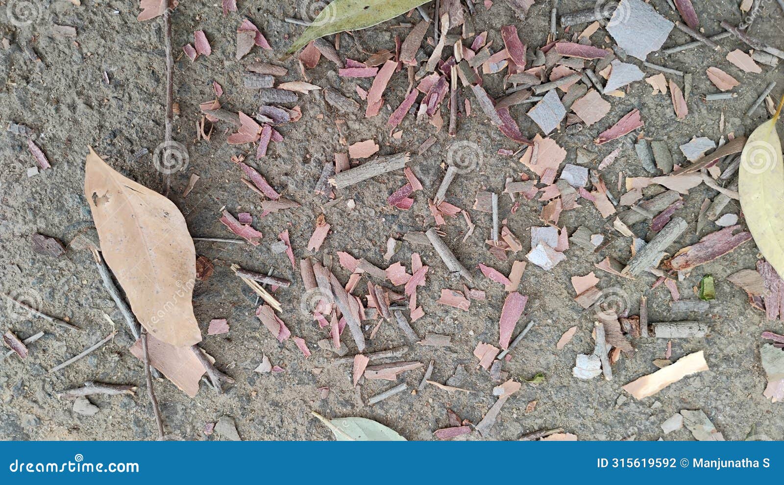 Beautiful Dry and Broken Nilgiri Eucalyptus Tree Bark or Stem and ...