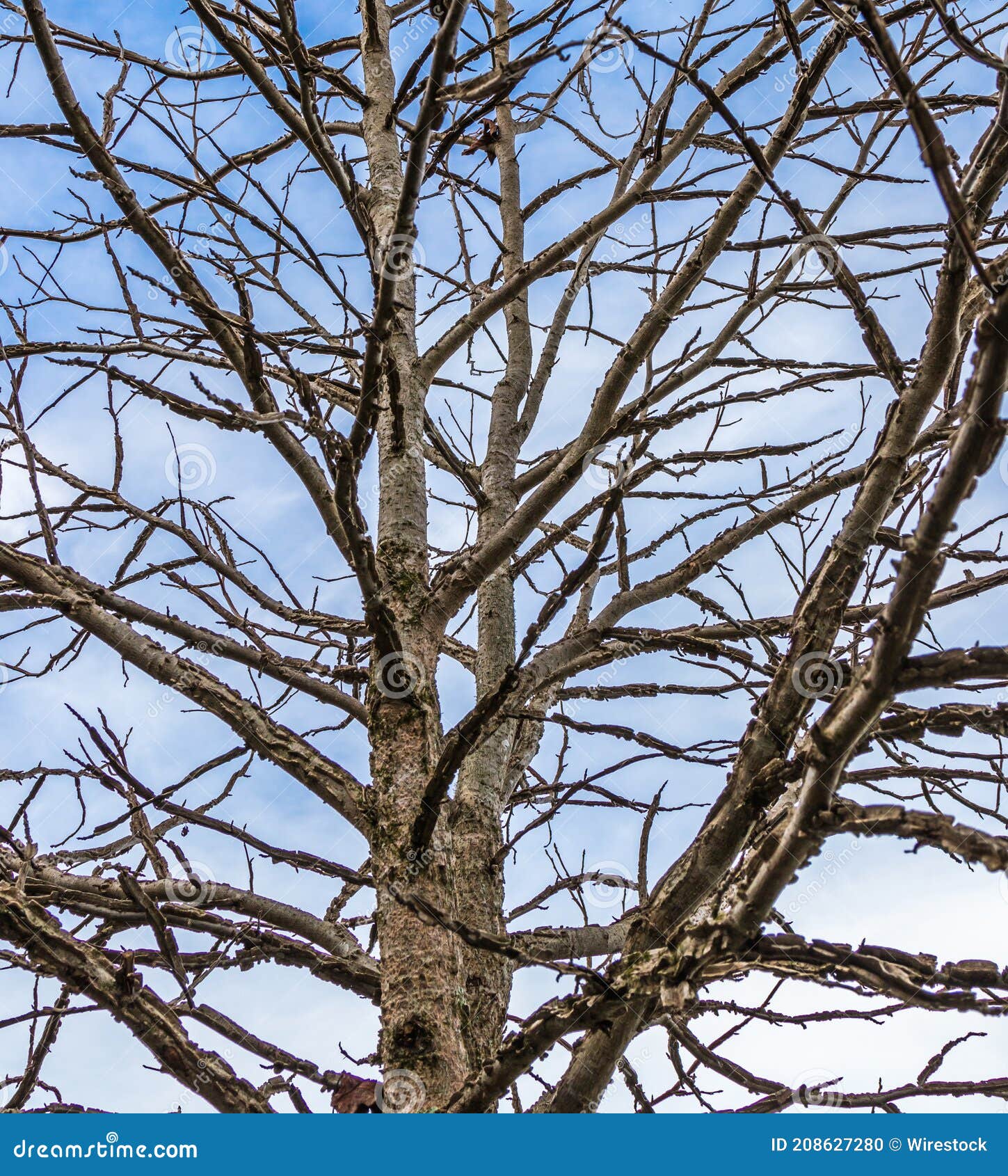 Beautiful Dry Deciduous Tree with Bare Branches Against the Blue Sky in ...