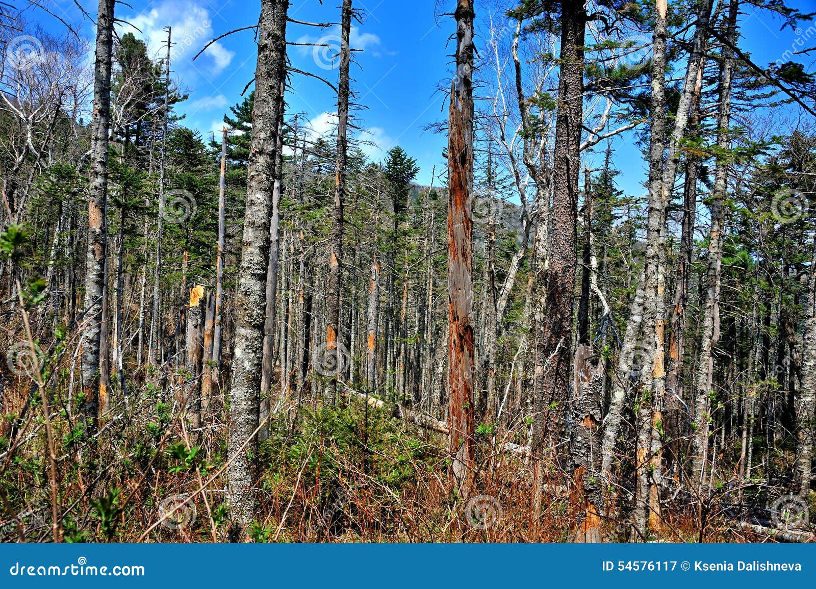 Beautiful Dry Forest Landscape Stock Image - Image of felling, sunny ...