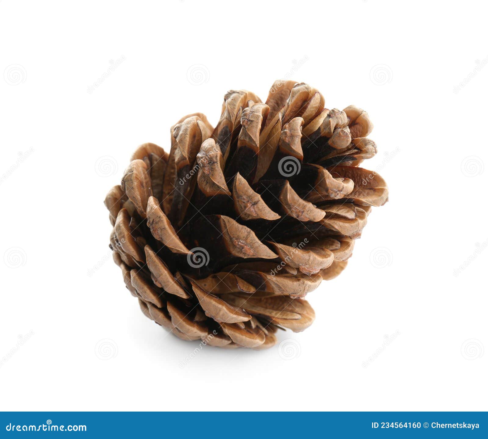 Beautiful Dry Pine Cone Isolated on White Stock Photo - Image of object ...