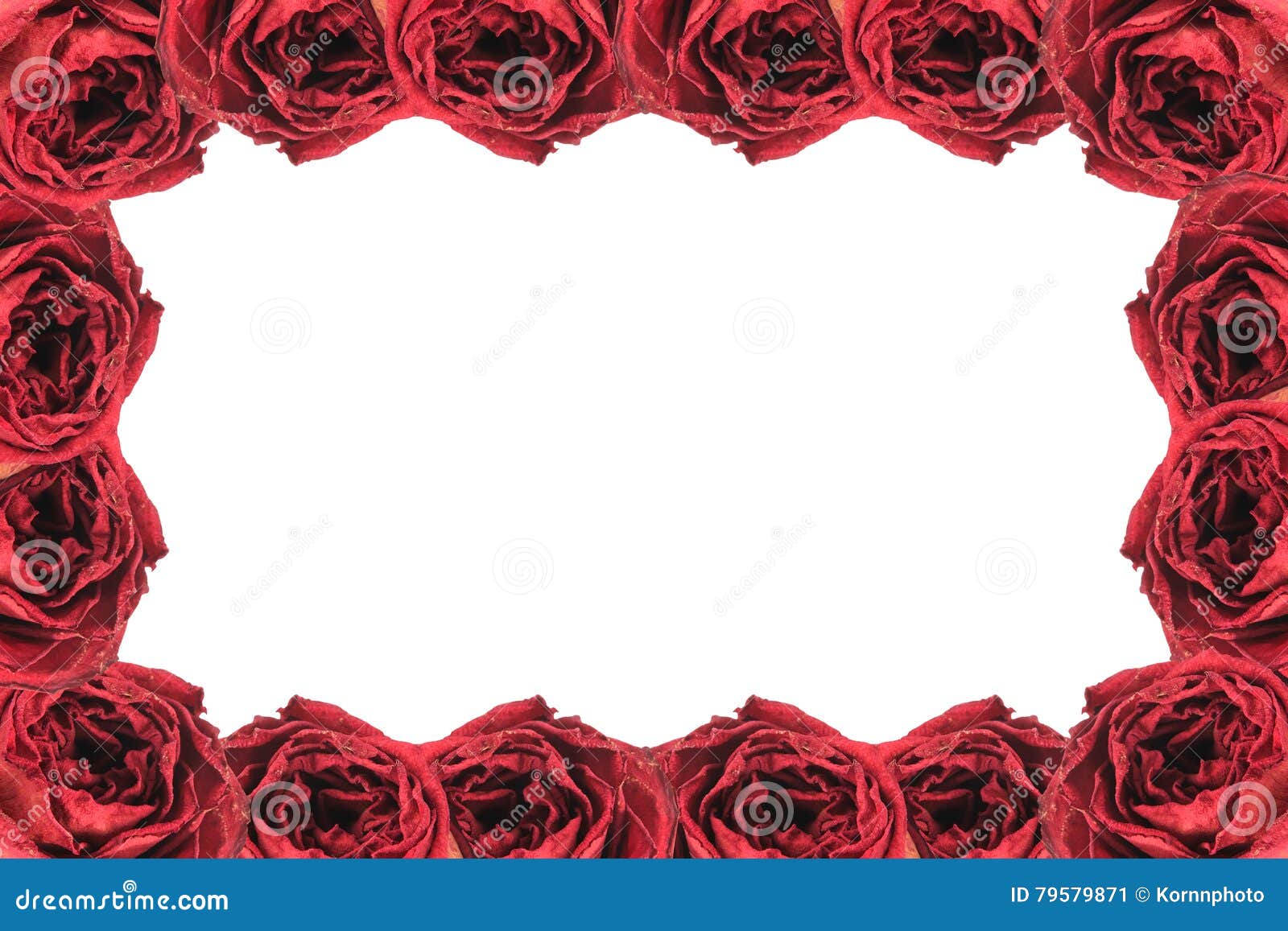 Beautiful Dry Red Rose Frame on White Stock Image - Image of design ...