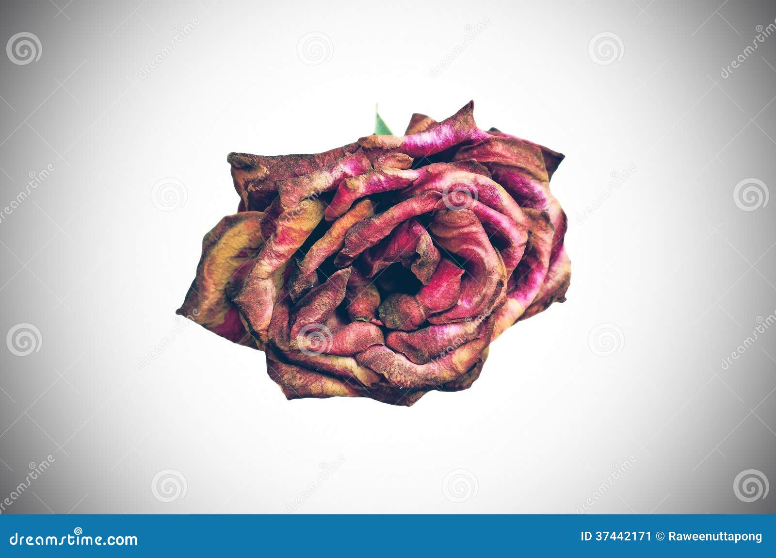 Beautiful dry red rose stock image. Image of floral, decay - 37442171