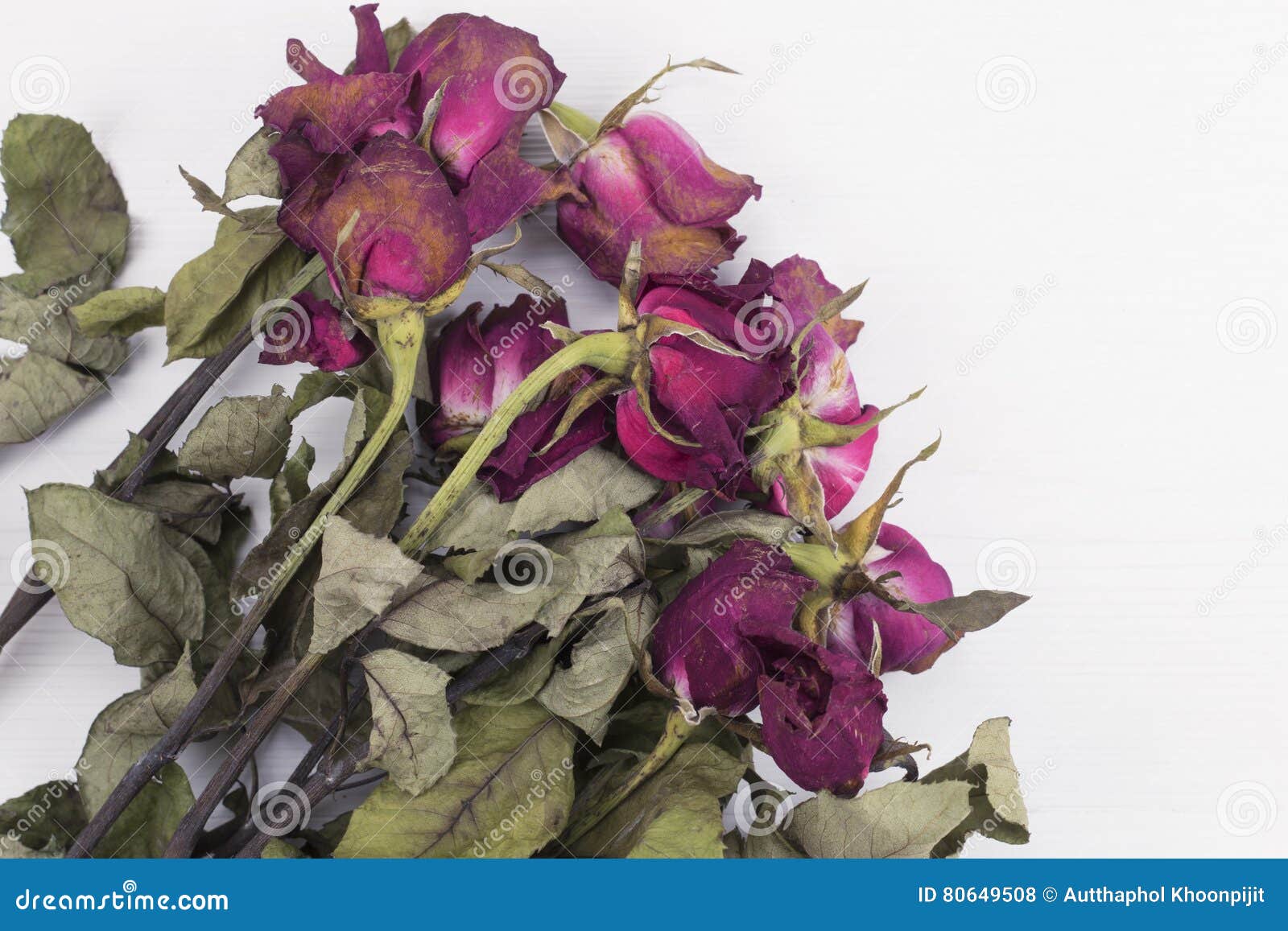 Beautiful dry rose stock photo. Image of potpourri, valentines - 80649508