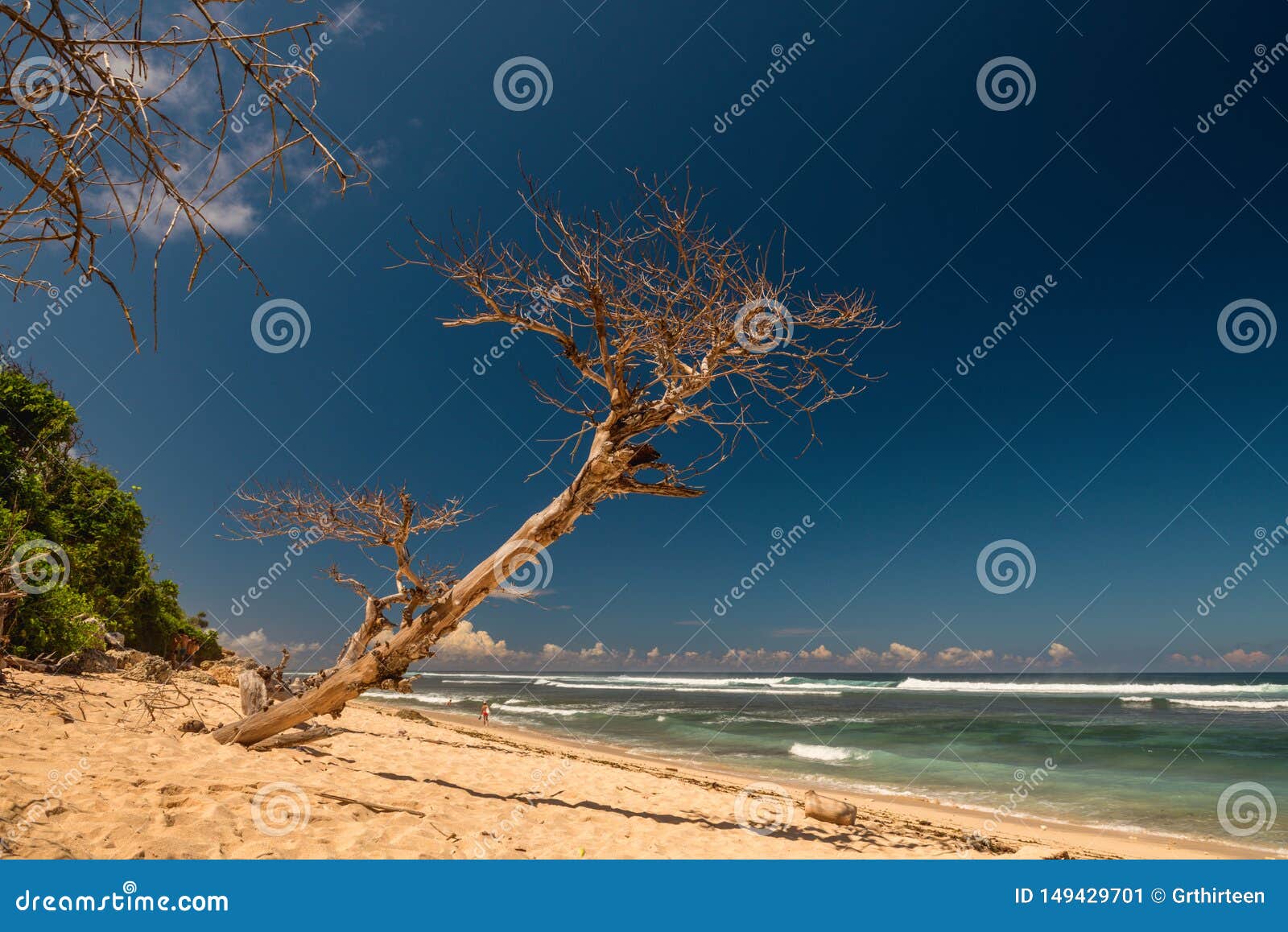 Beautiful Dry Tree on Beach. Stock Image - Image of nature, coast ...