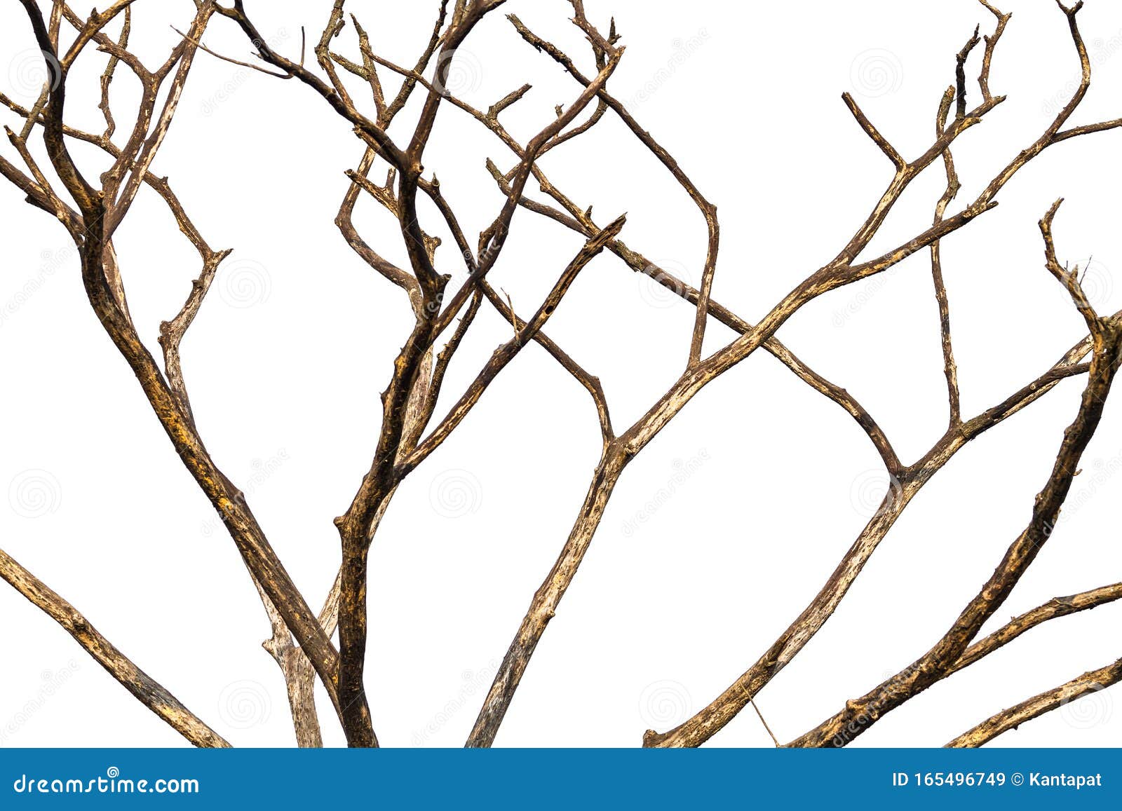 Beautiful Dry Tree on White Background Stock Image - Image of horror ...