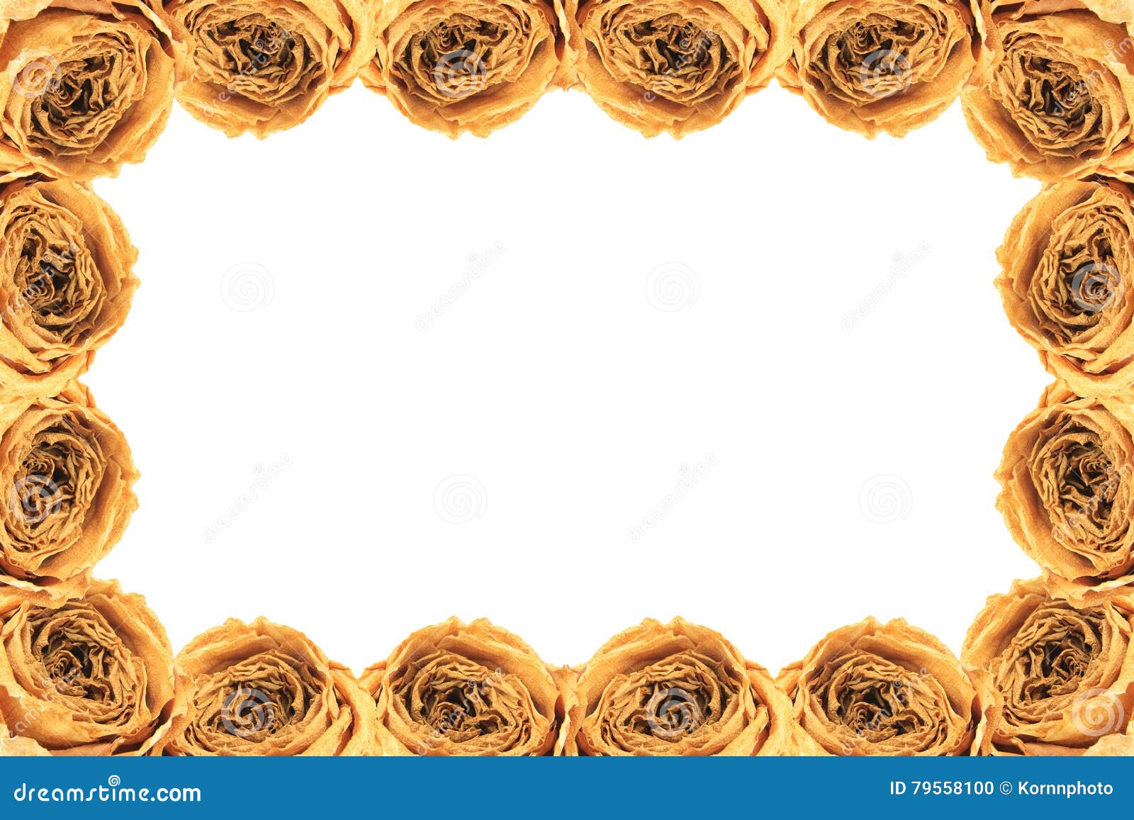 Beautiful Dry White Rose Frame on White Stock Photo - Image of memories ...
