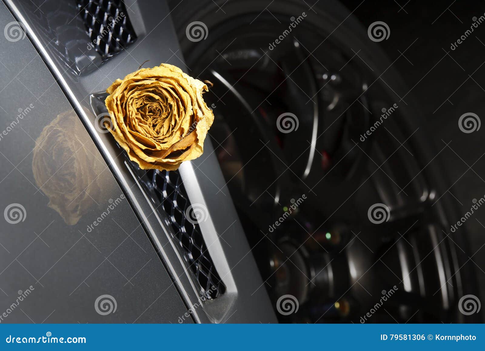 Beautiful Dry White Rose on Side Diffuser Sport Car Stock Photo - Image ...
