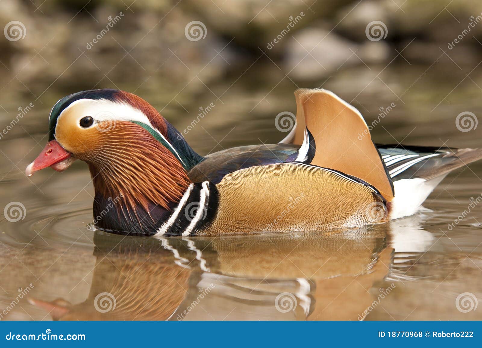 Beautiful duck stock photo. Image of portrait, animals - 18770968