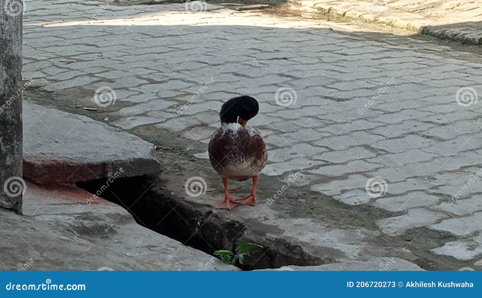 Beautiful Duck Eating Insects on Roadsides Stock Image - Image of ...
