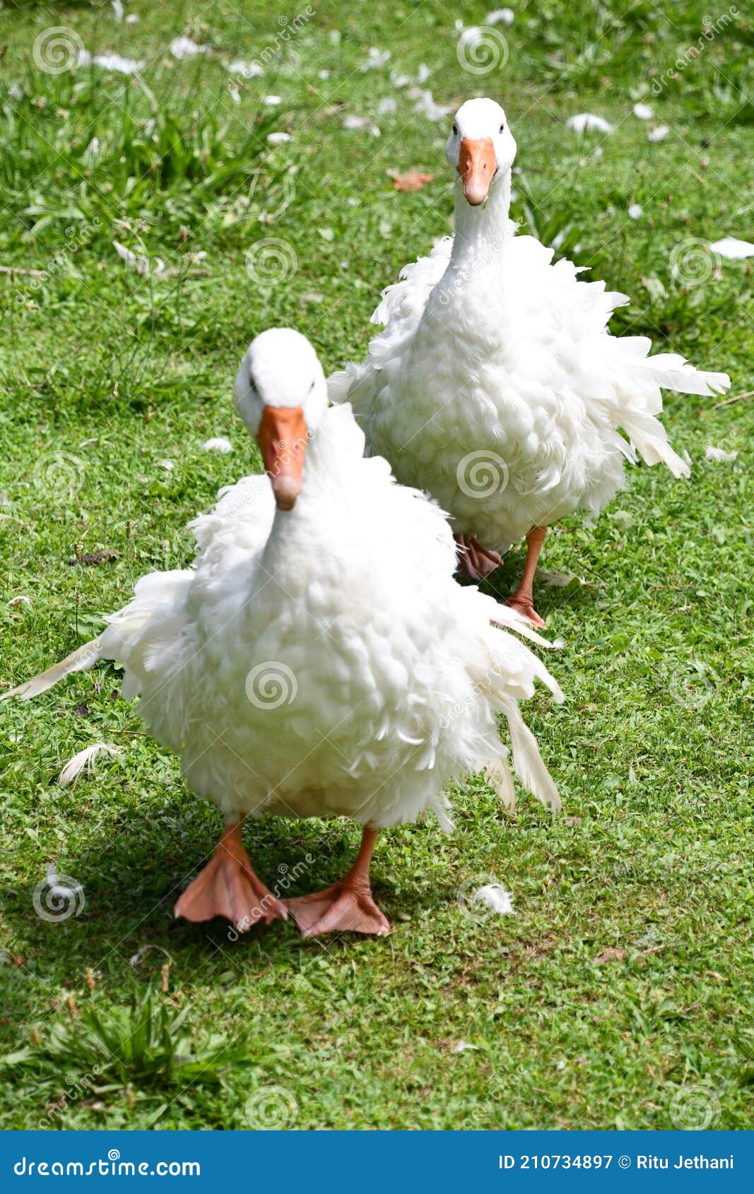 Beautiful Duck stock image. Image of brown, fauna, clean - 210734897