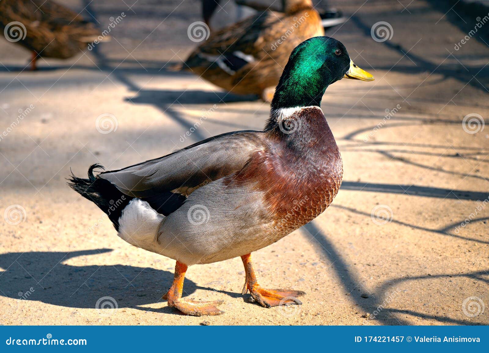 Beautiful Duck Green Head and Brightly Brown Chest Stock Image - Image ...