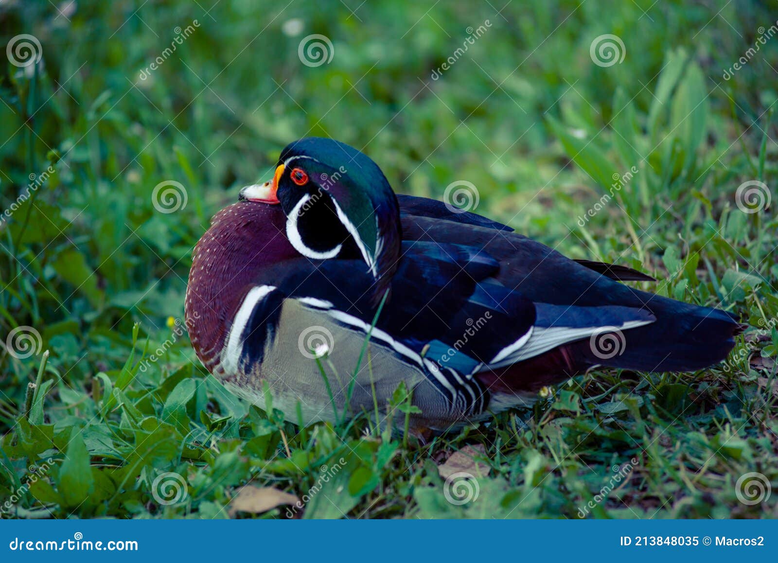Beautiful Duck in Greenery in the Bushes with Beautiful Coloring Stock ...