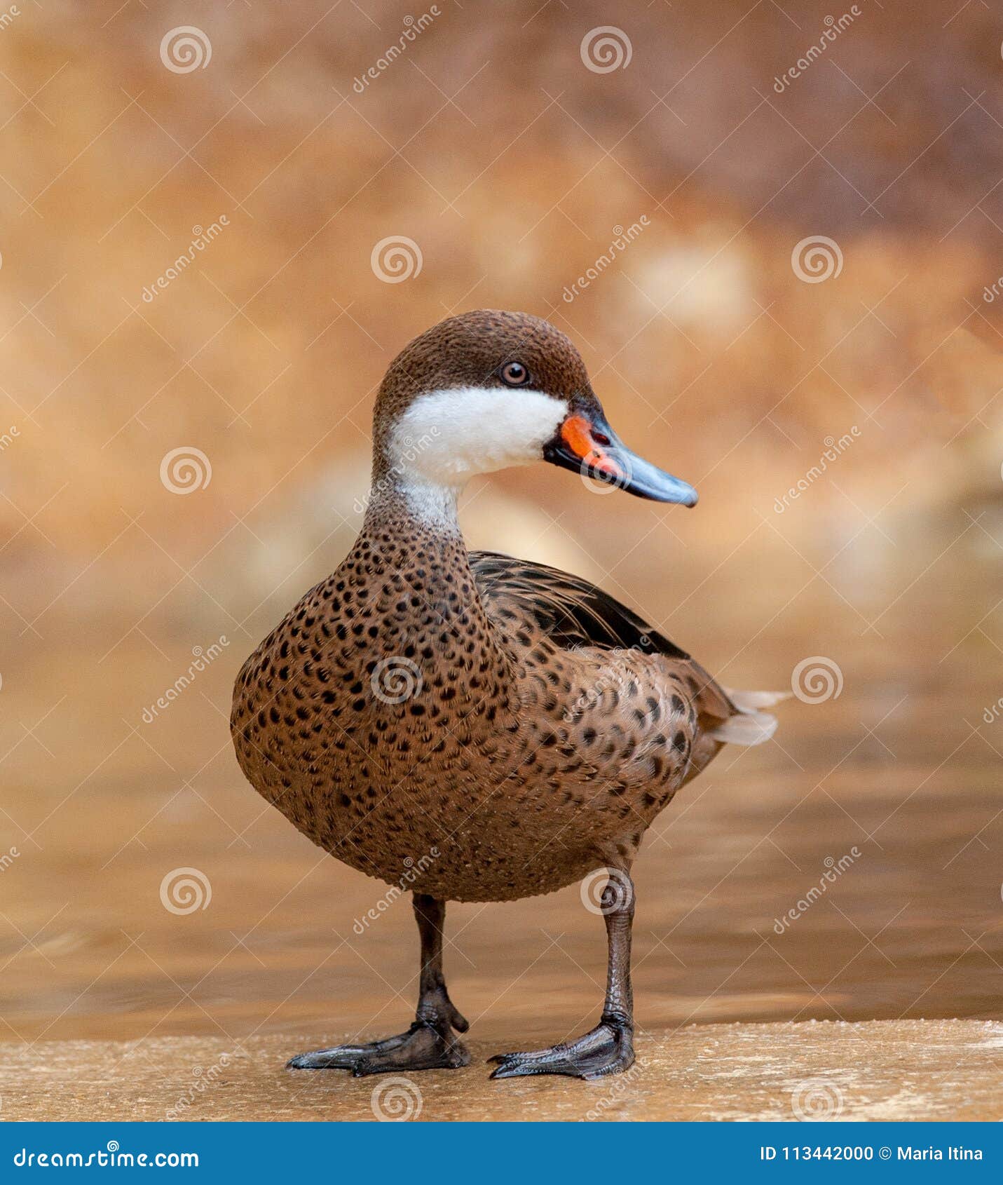 Beautiful duck on a nature stock photo. Image of park - 113442000