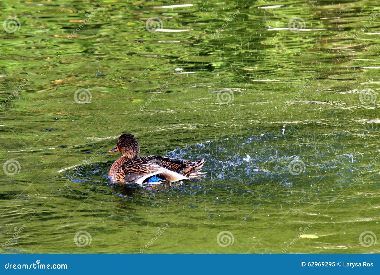 Beautiful Duck Splashing in Water. Stock Image - Image of autumn ...