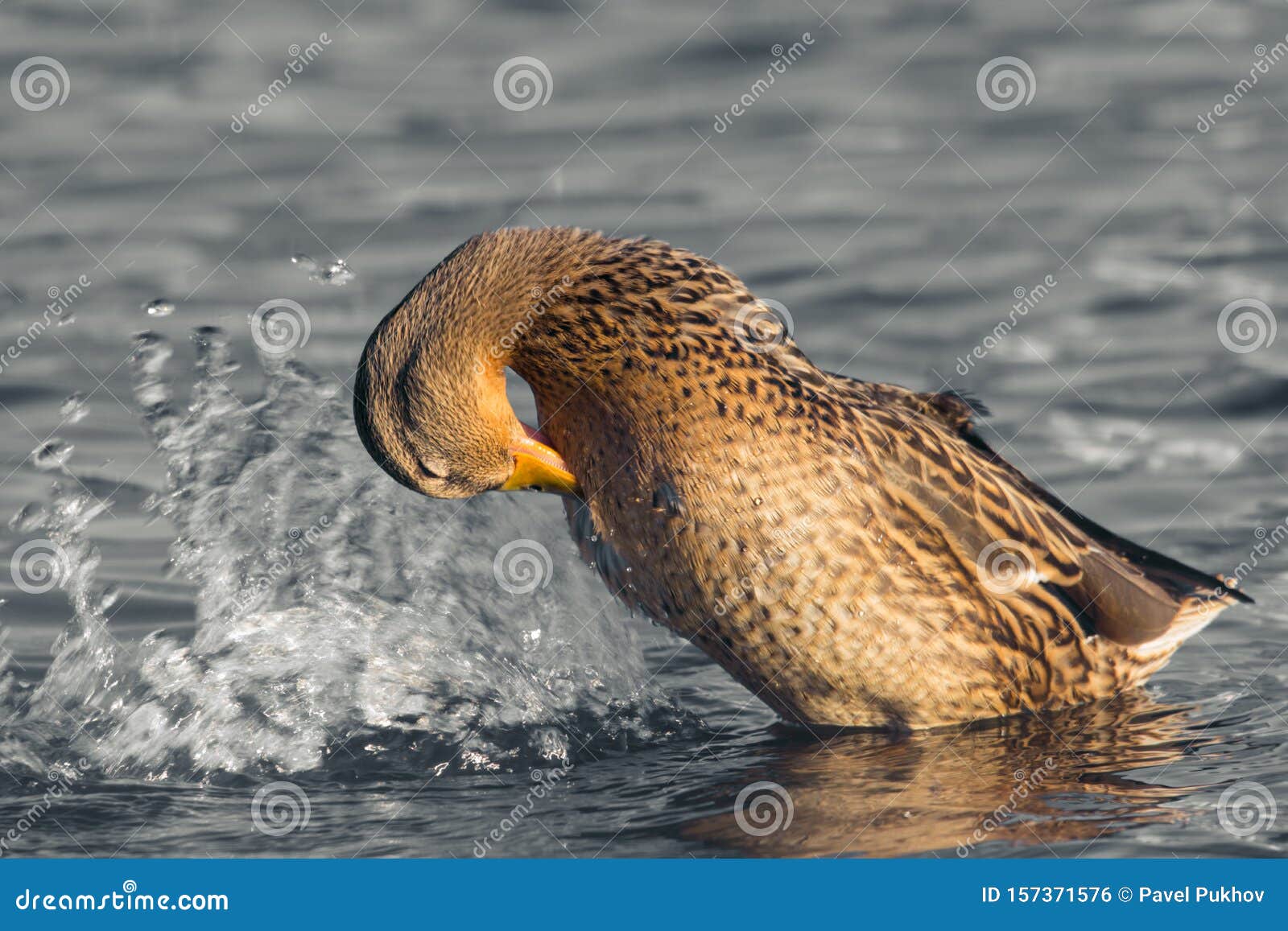 Duck splashing stock photo. Image of bird, postcard - 157371576