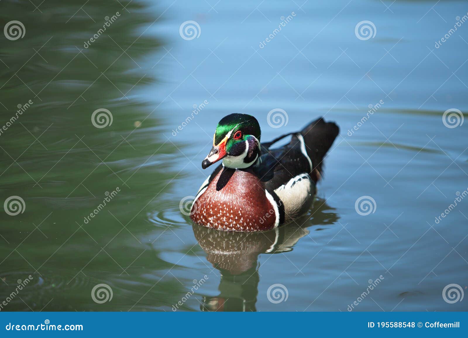 Duck To Swim The River Cherry Blossoms Fill Stock Photography ...