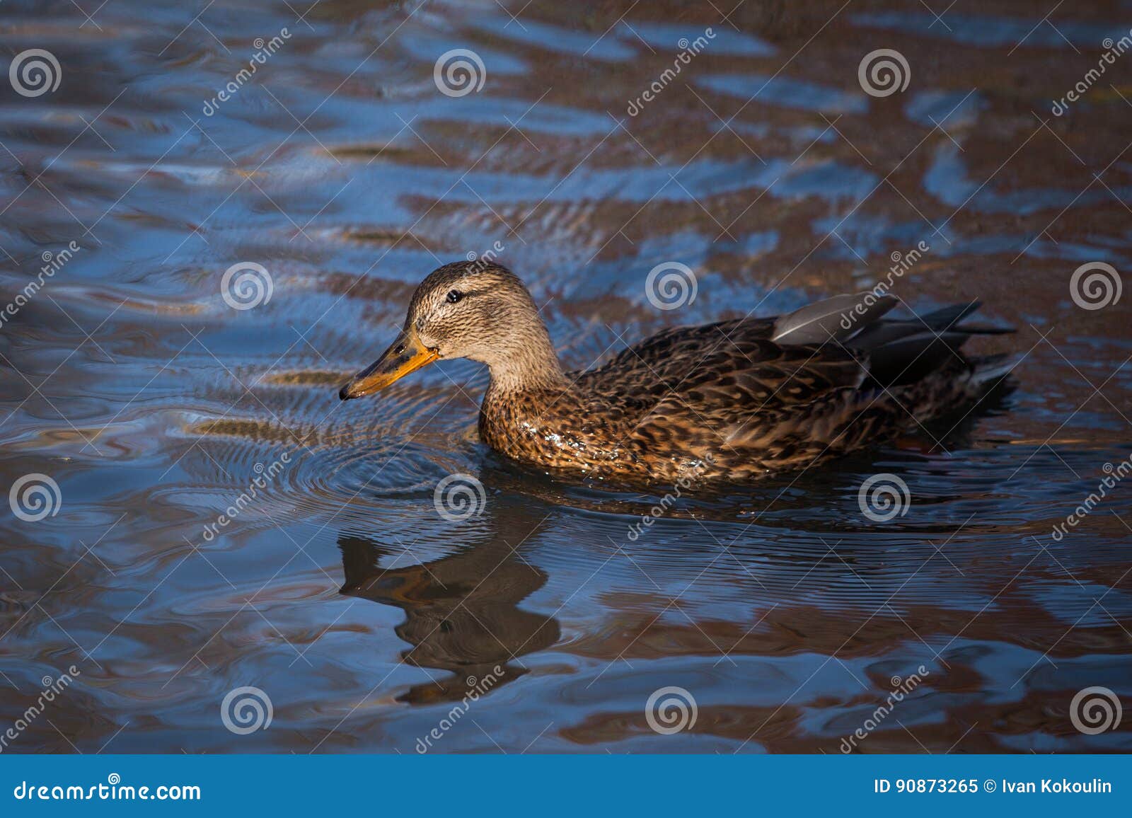 Beautiful duck stock image. Image of brown, close, animal - 90873265