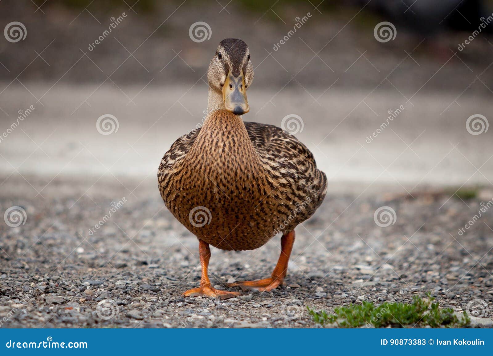 Beautiful duck stock image. Image of brown, wild, female - 90873383