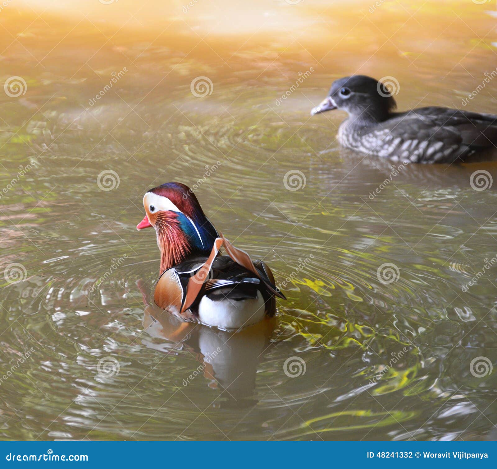 Beautiful duck stock photo. Image of duck, nature, beautiful - 48241332