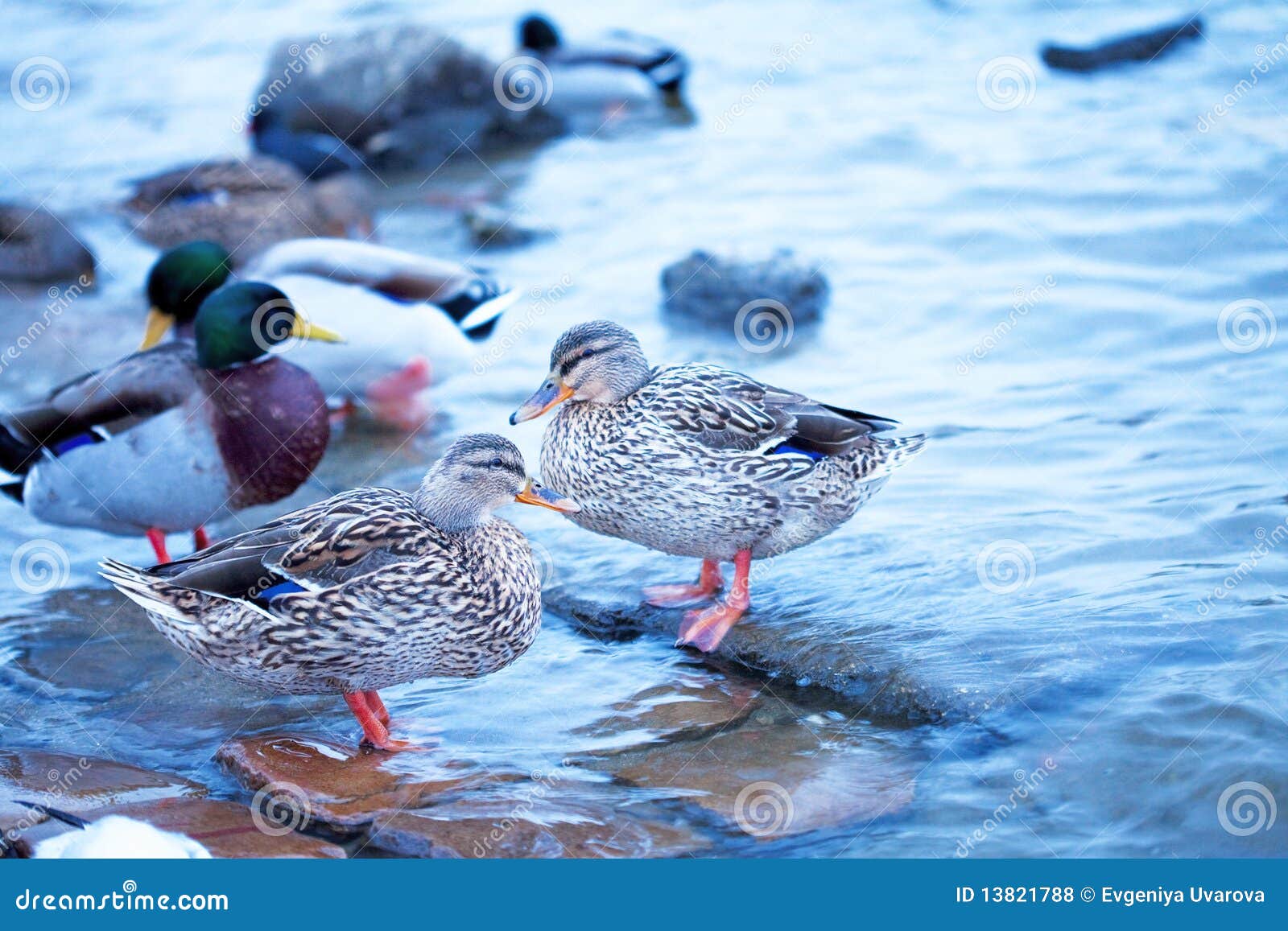 Beautiful ducks stock photo. Image of swimming, horizon - 13821788