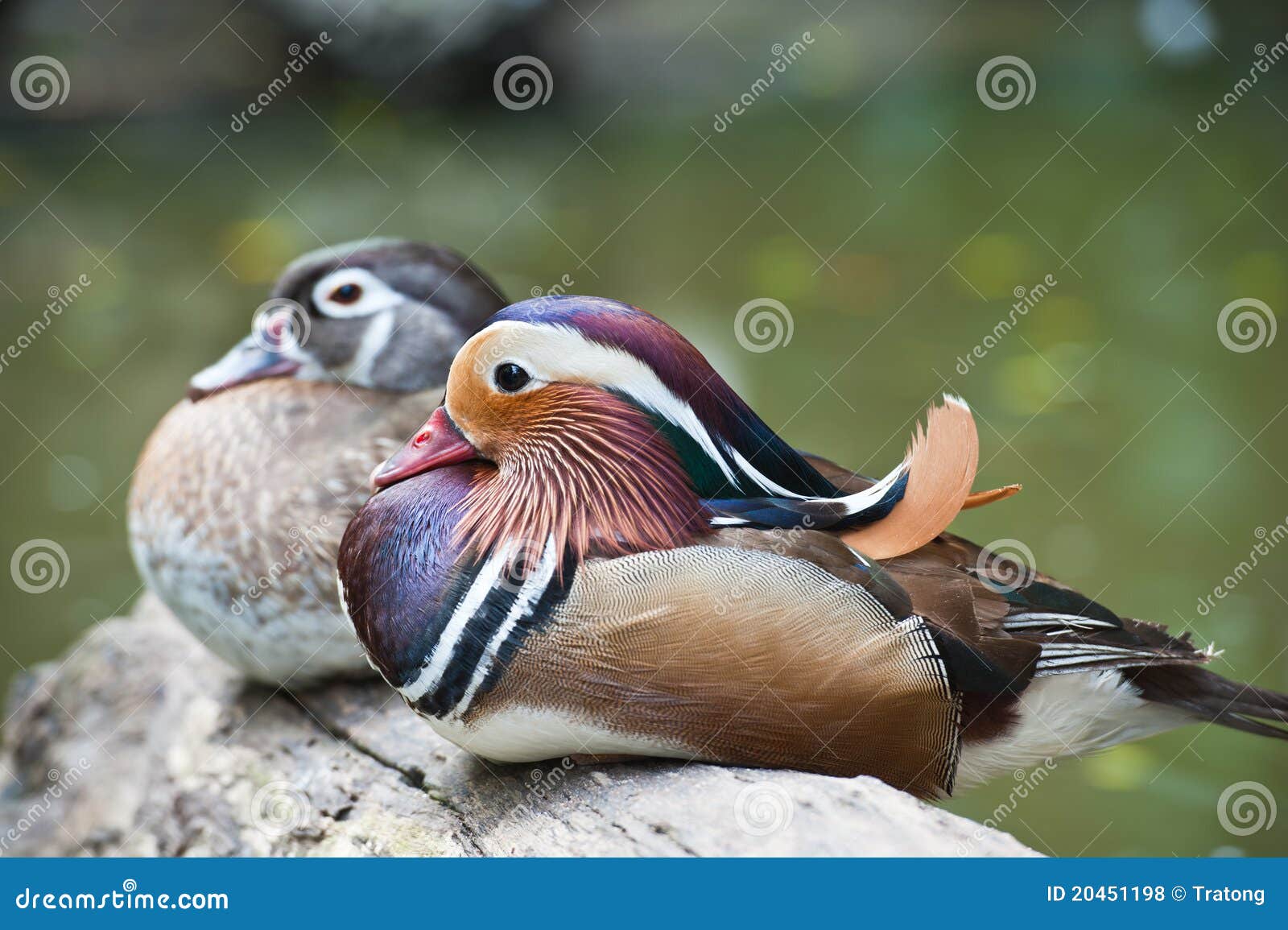 Beautiful Ducks stock photo. Image of pond, detail, alive - 20451198