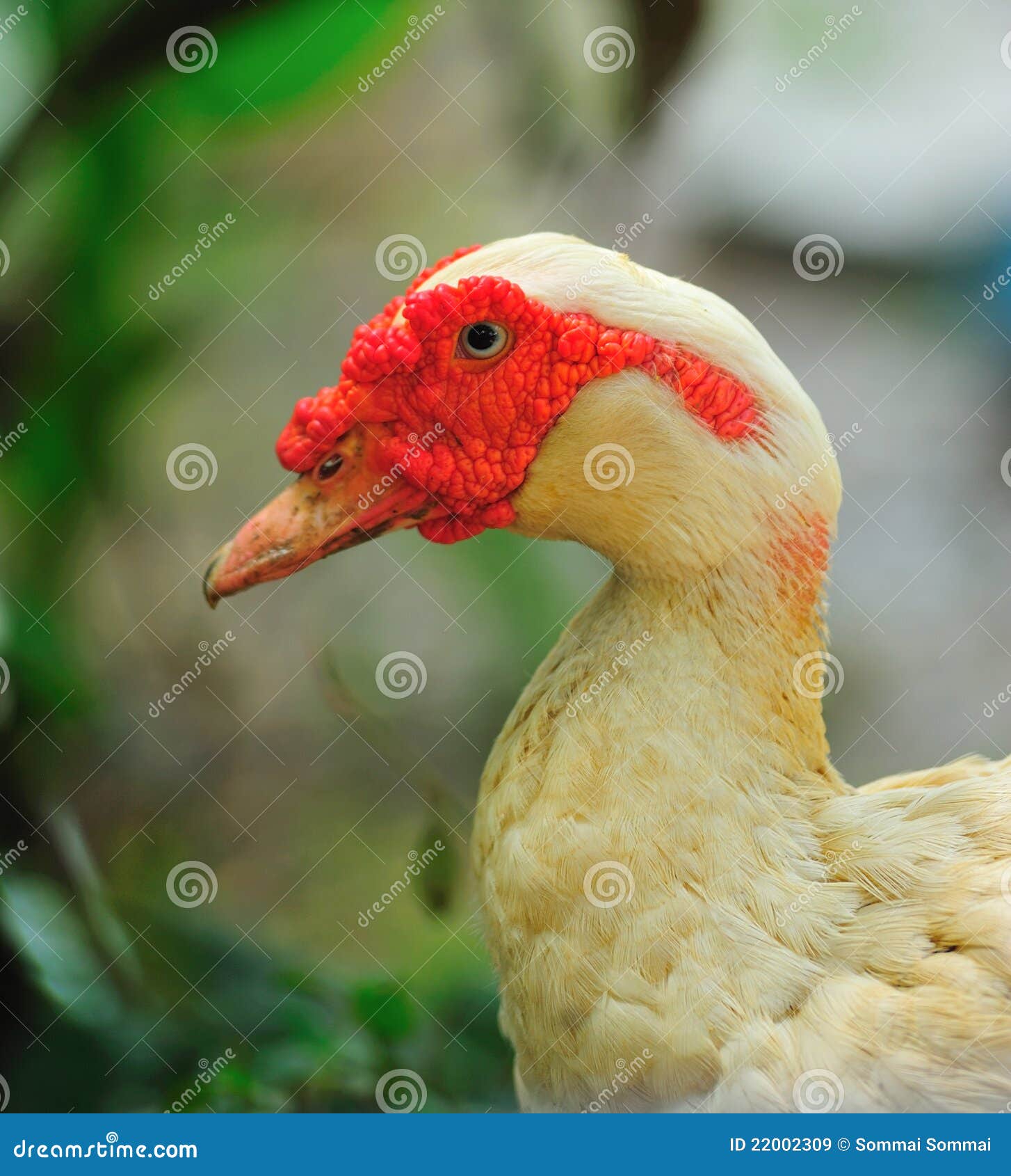 Beautiful ducks stock image. Image of hunting, closeup - 22002309