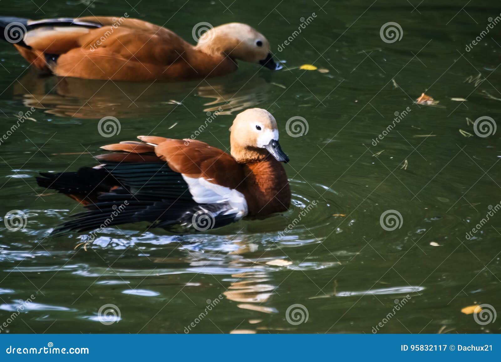 Beautiful Ducks in the Park Stock Image - Image of avian, bird: 95832117
