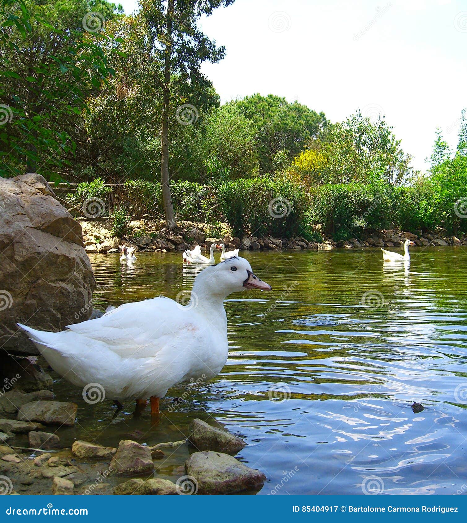 Beautiful Ducks in the Pond Stock Image - Image of spring, pond: 85404917