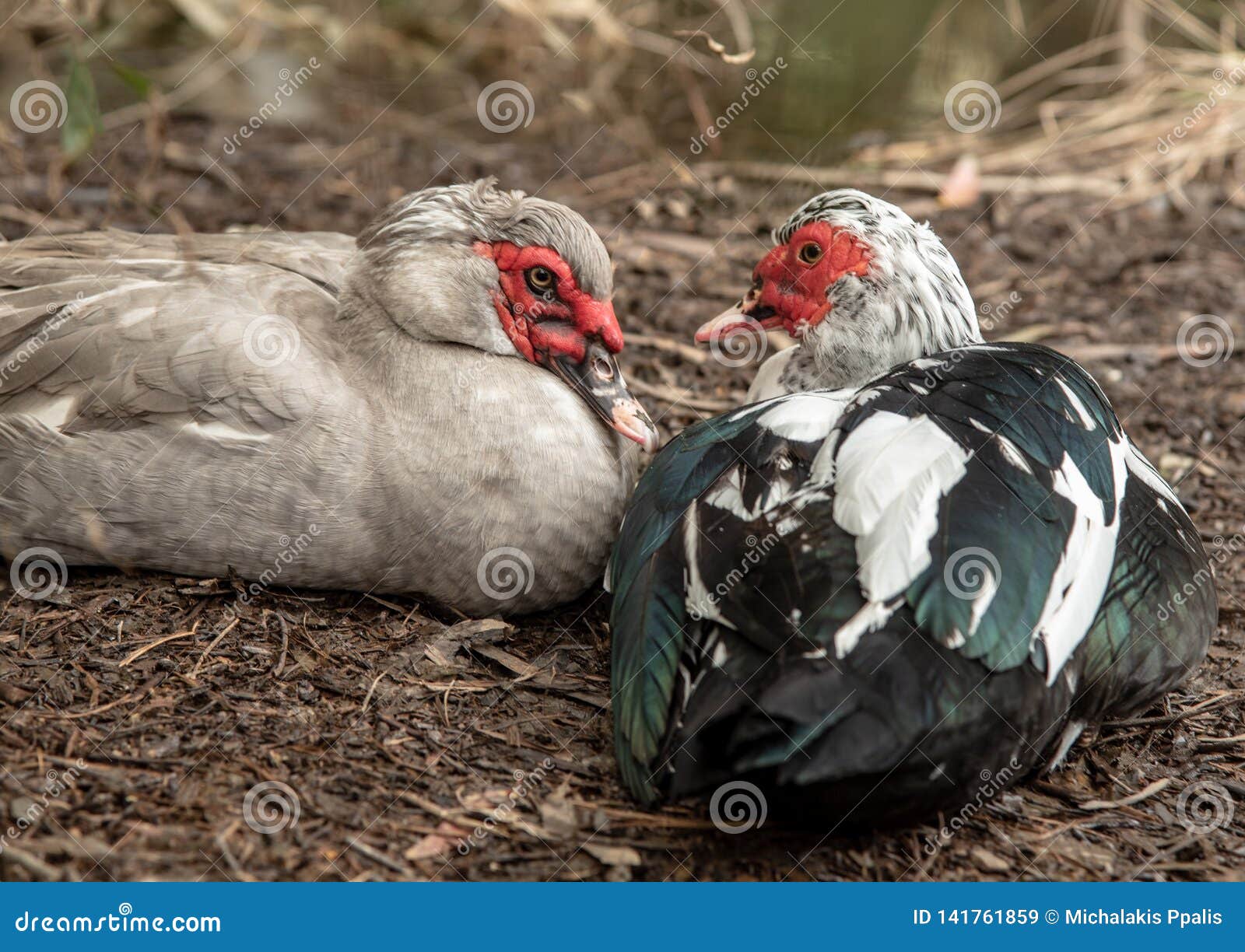Beautiful Ducks with Red Head Resting on the Ground Outside the Bond ...