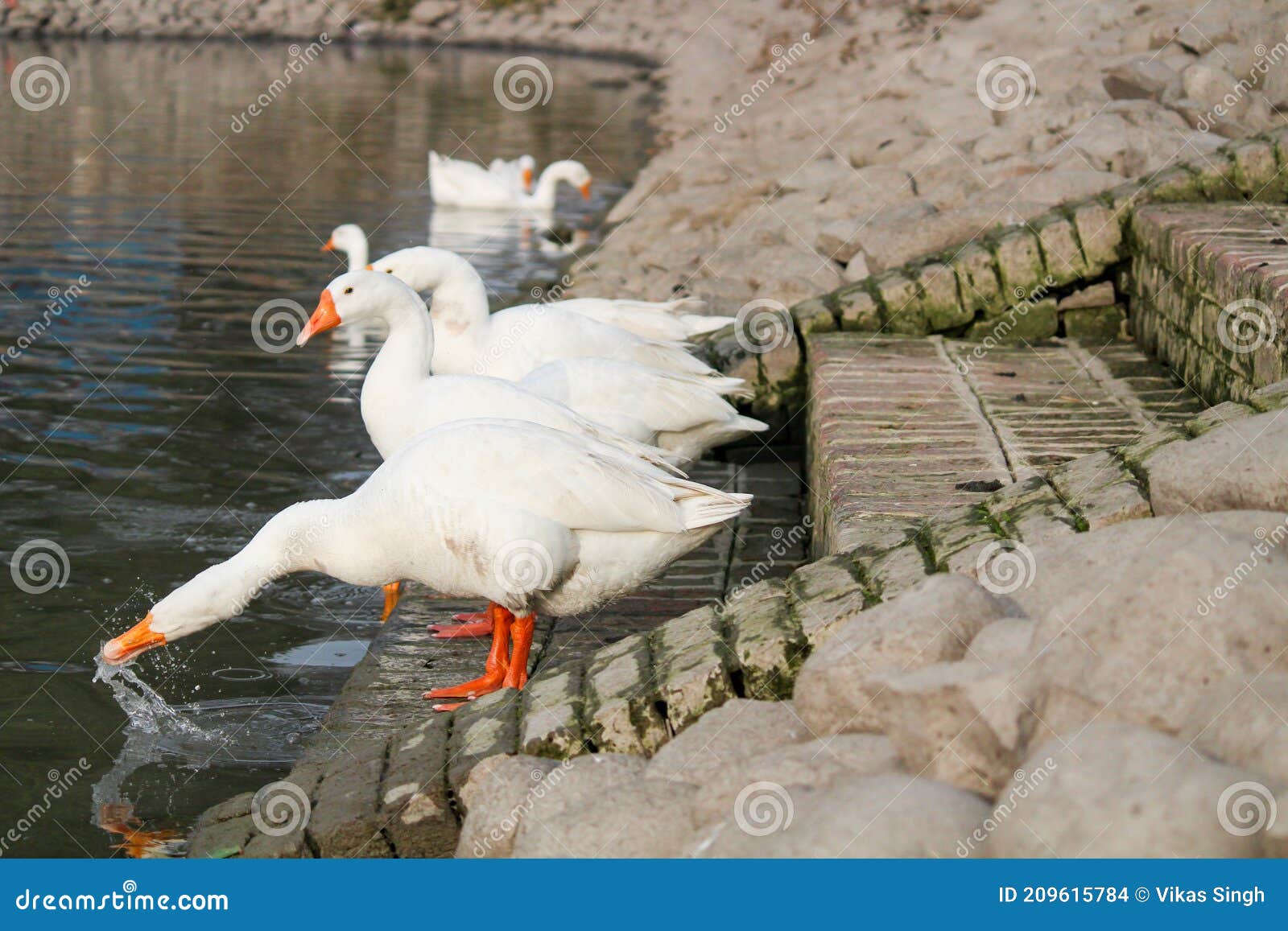 Beautiful Ducks Washing Off on a Man-made Lake Shore - Routine Concept ...