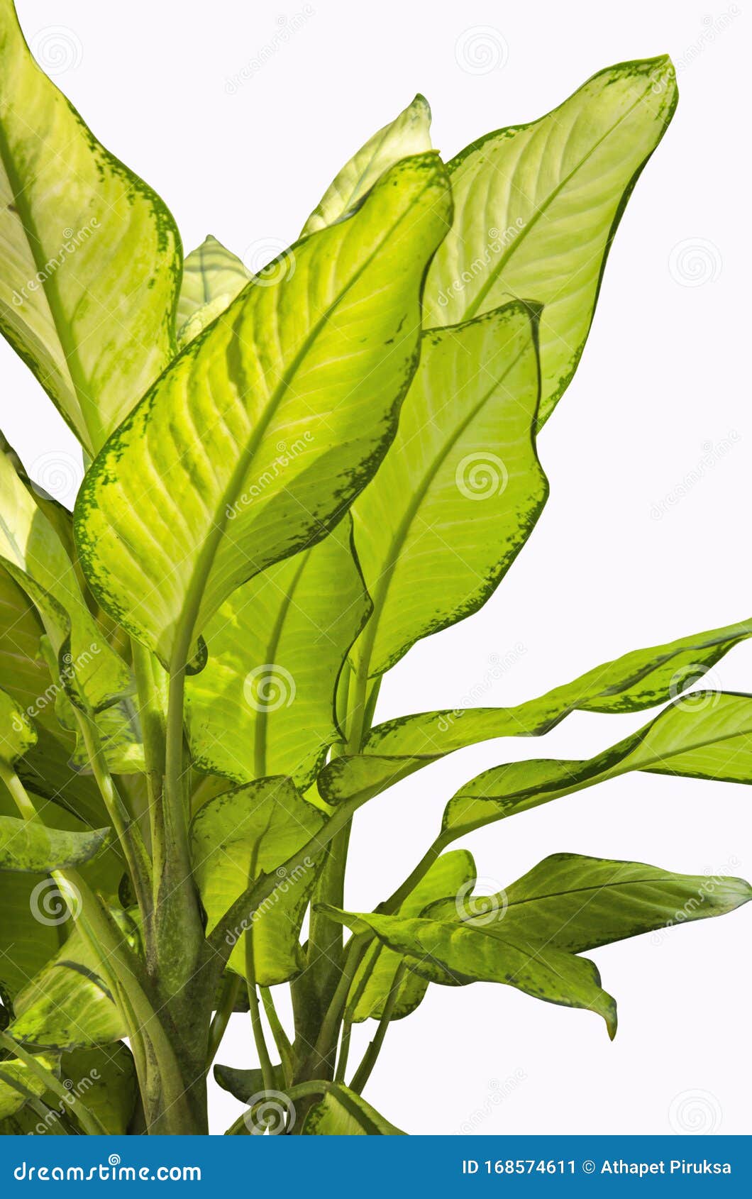 Beautiful Dumb Cane Tree in Sunlight on White Background Stock Image ...