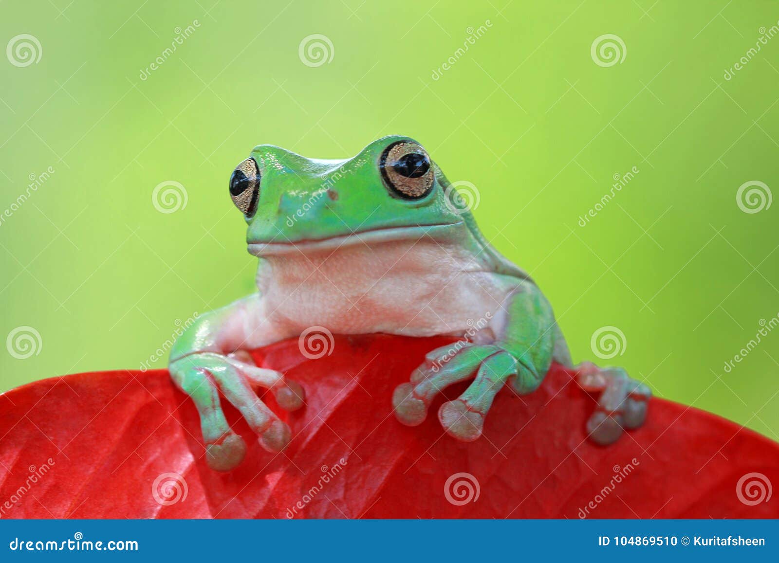 Tree Frog, Dumpy Frog Hide on Red Leaf Stock Photo - Image of amphibian ...