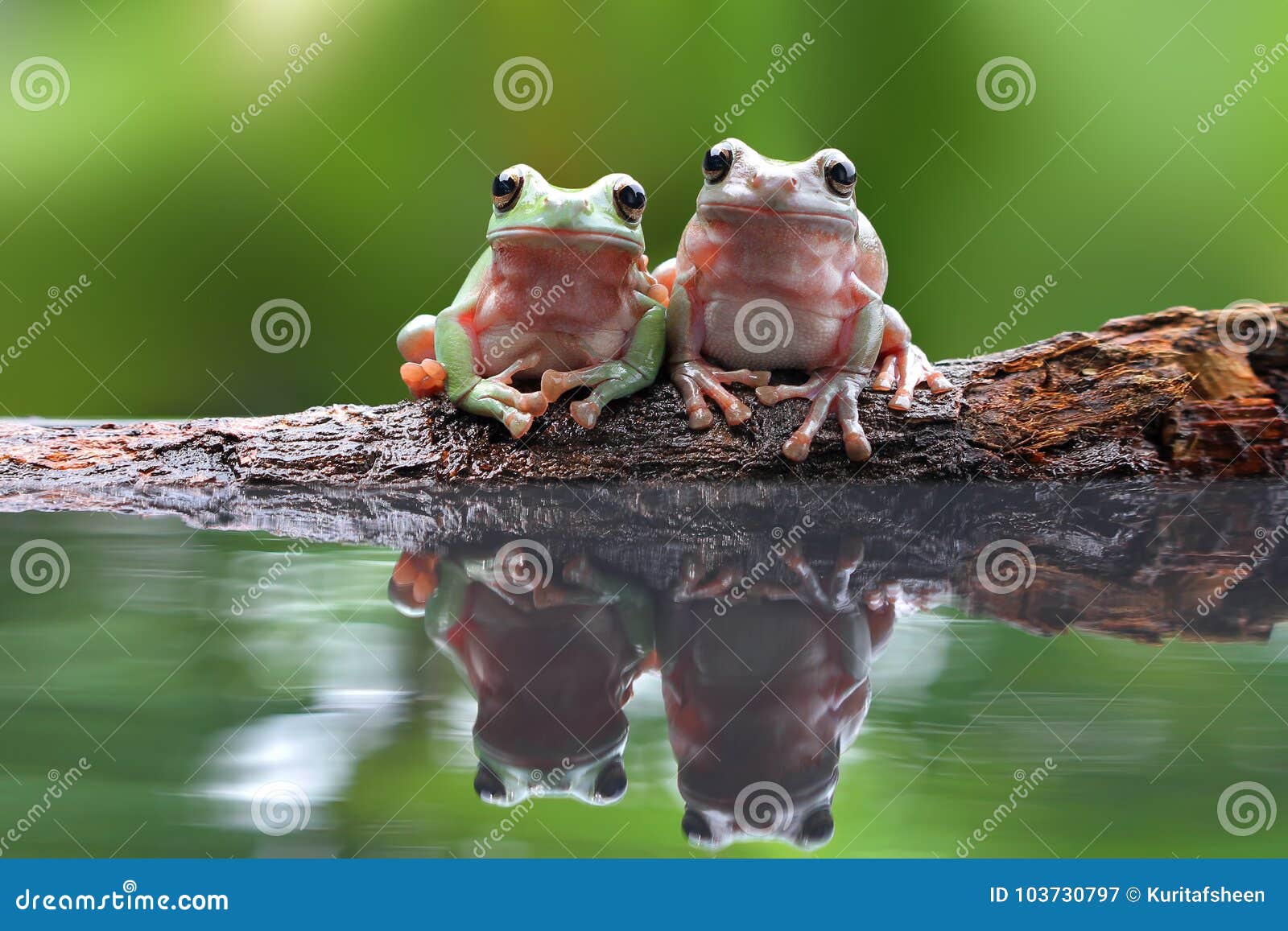 Beautiful Dumpy Frog in Reflection Stock Image - Image of beautiful ...
