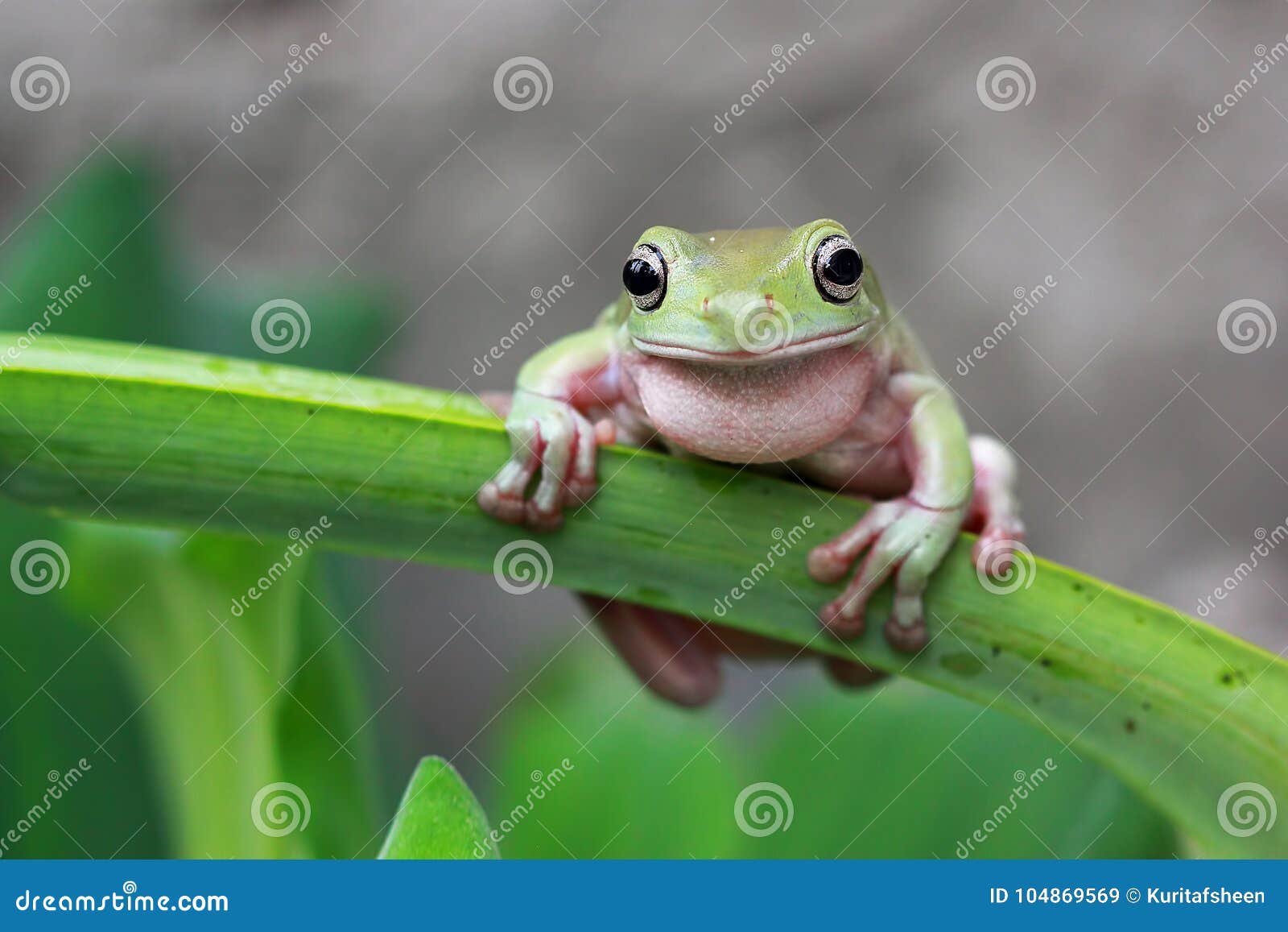 Tree Frog, Dumpy Frog Singing on Branch Stock Image - Image of exotic ...