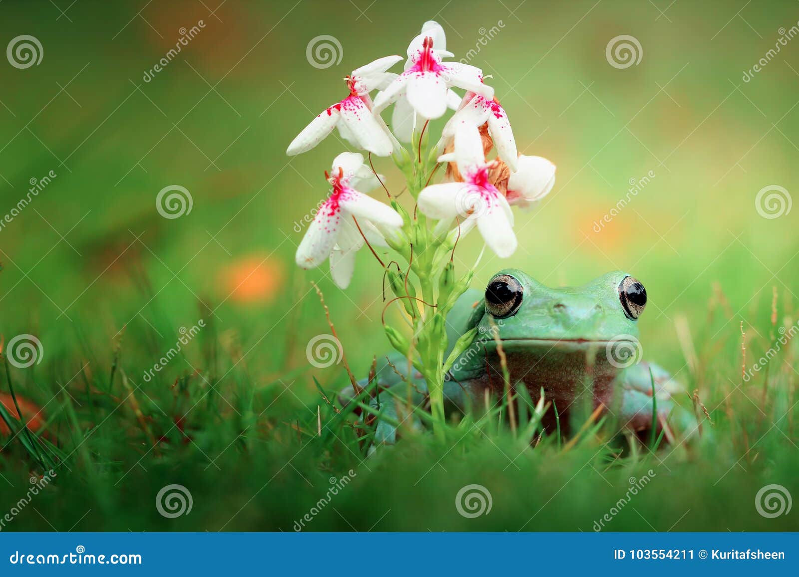 Beautiful Dumpy Tree Frog Lonely Stock Image - Image of adorable ...