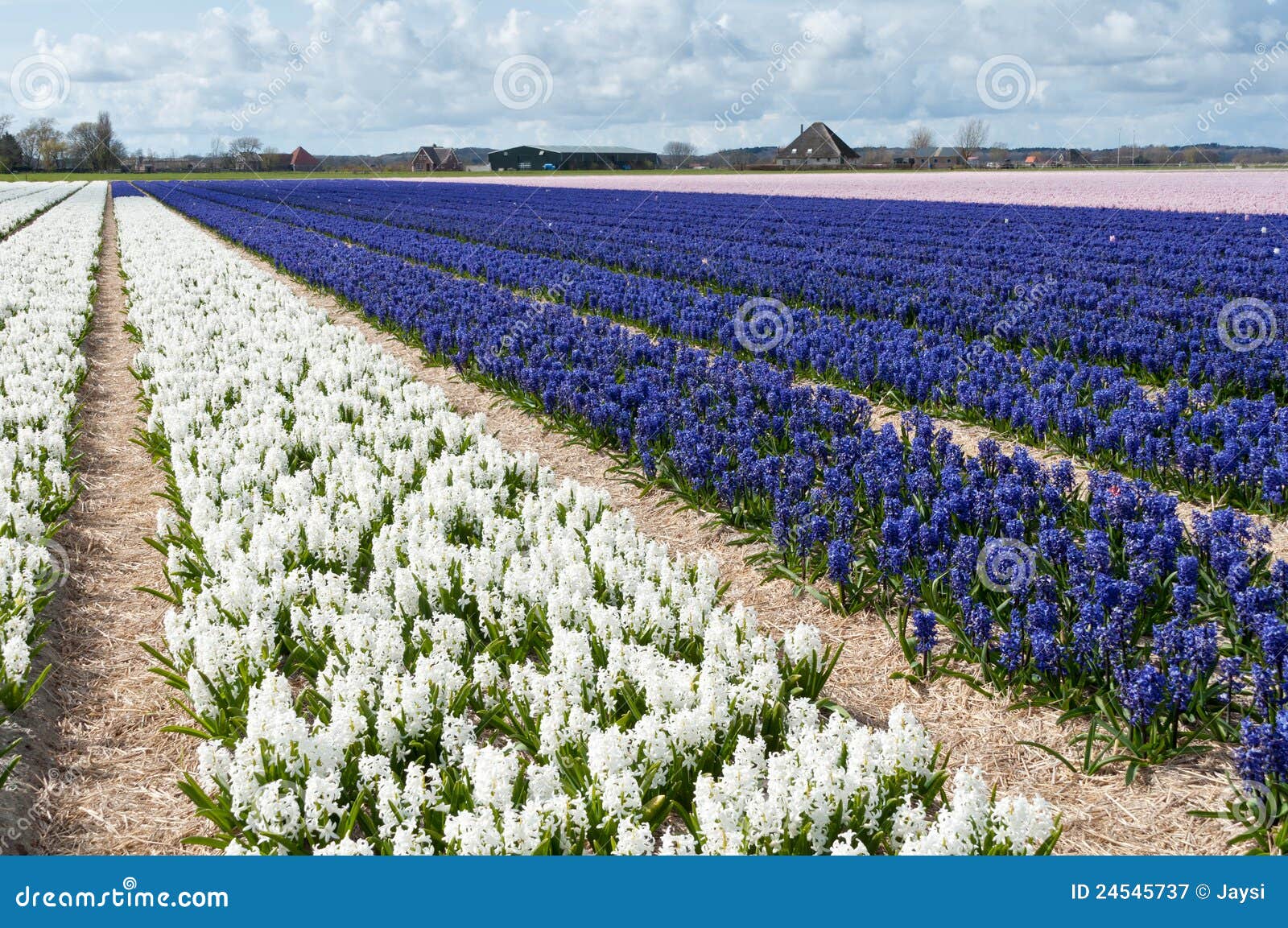 Beautiful Dutch Hyacinth Field Stock Image - Image of freshness ...