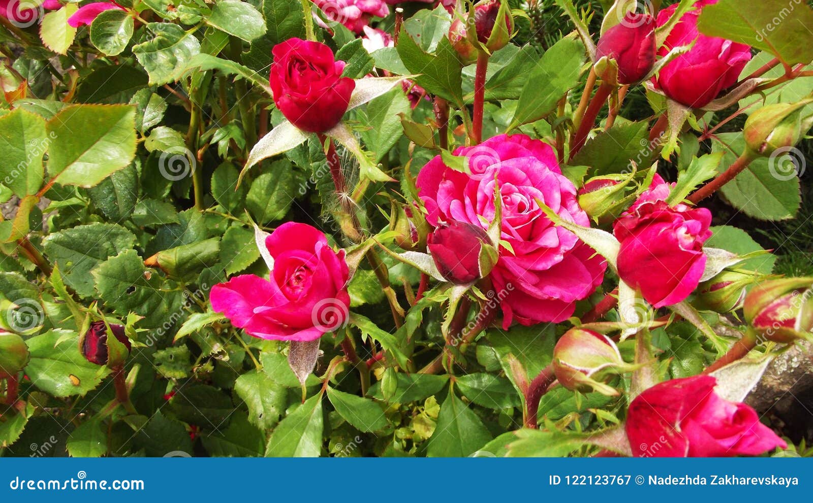 Beautiful dwarf rose. stock image. Image of flower, botany - 122123767