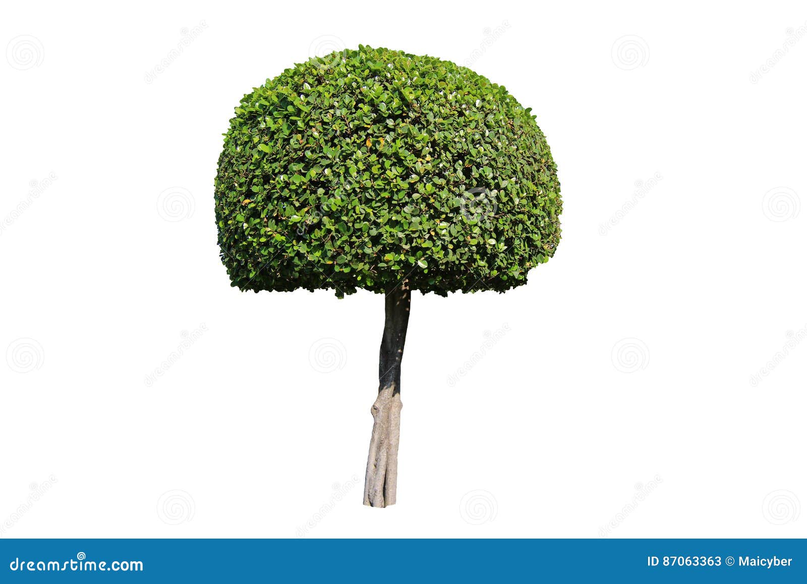 Beautiful Dwarf Tree on White Background Stock Image - Image of small ...