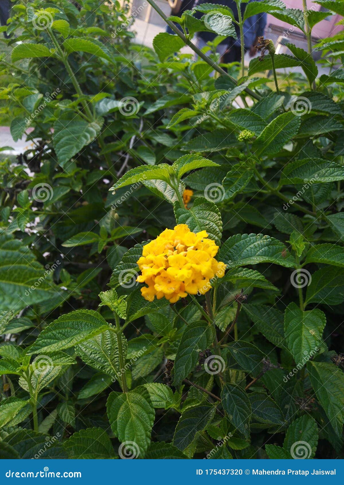 Beautiful Dwarf Yellow Lantana Flower Stock Photo - Image of beautiful ...